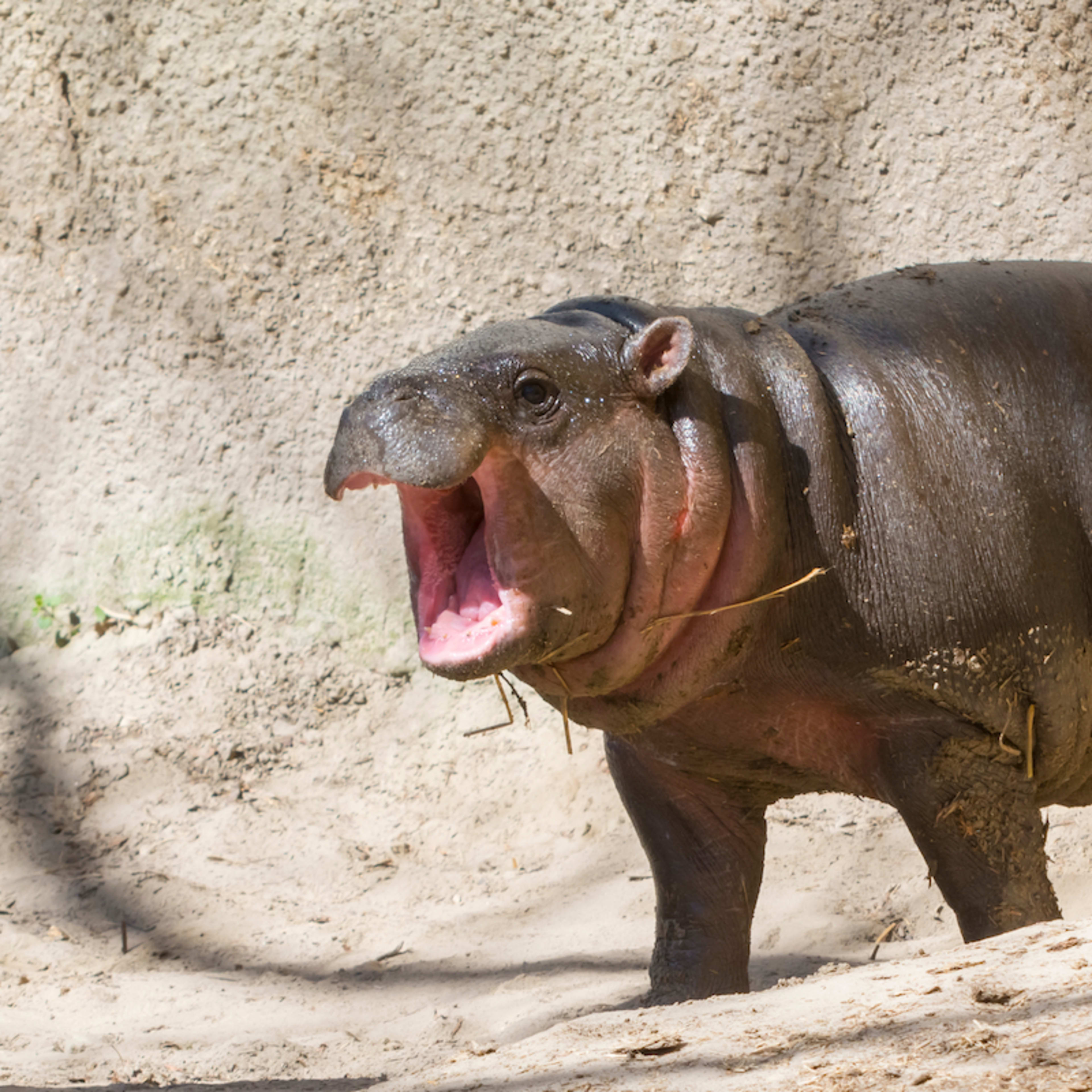 Baby Pygmy Hippo at John Ball Zoo Has a Personality Much Bigger Than He ...