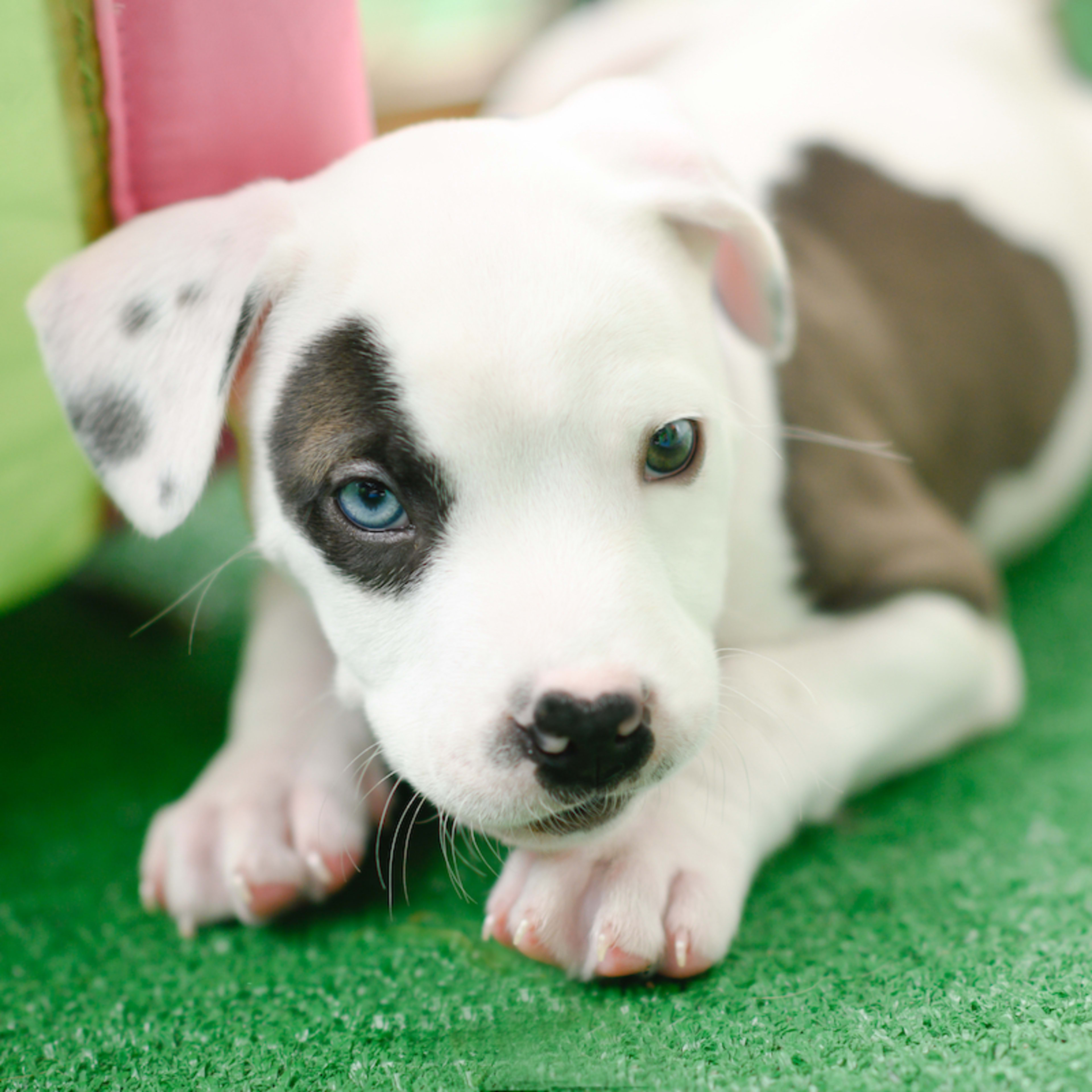 Tiny Pit Bull Puppy Discovering the Heating Vent for the First Time ...