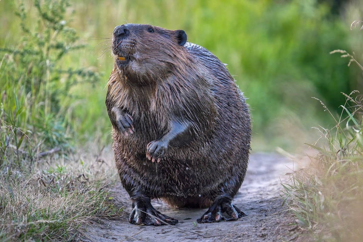 Hard-Working Beaver Seen Using a Crosswalk in New Jersey Delights ...