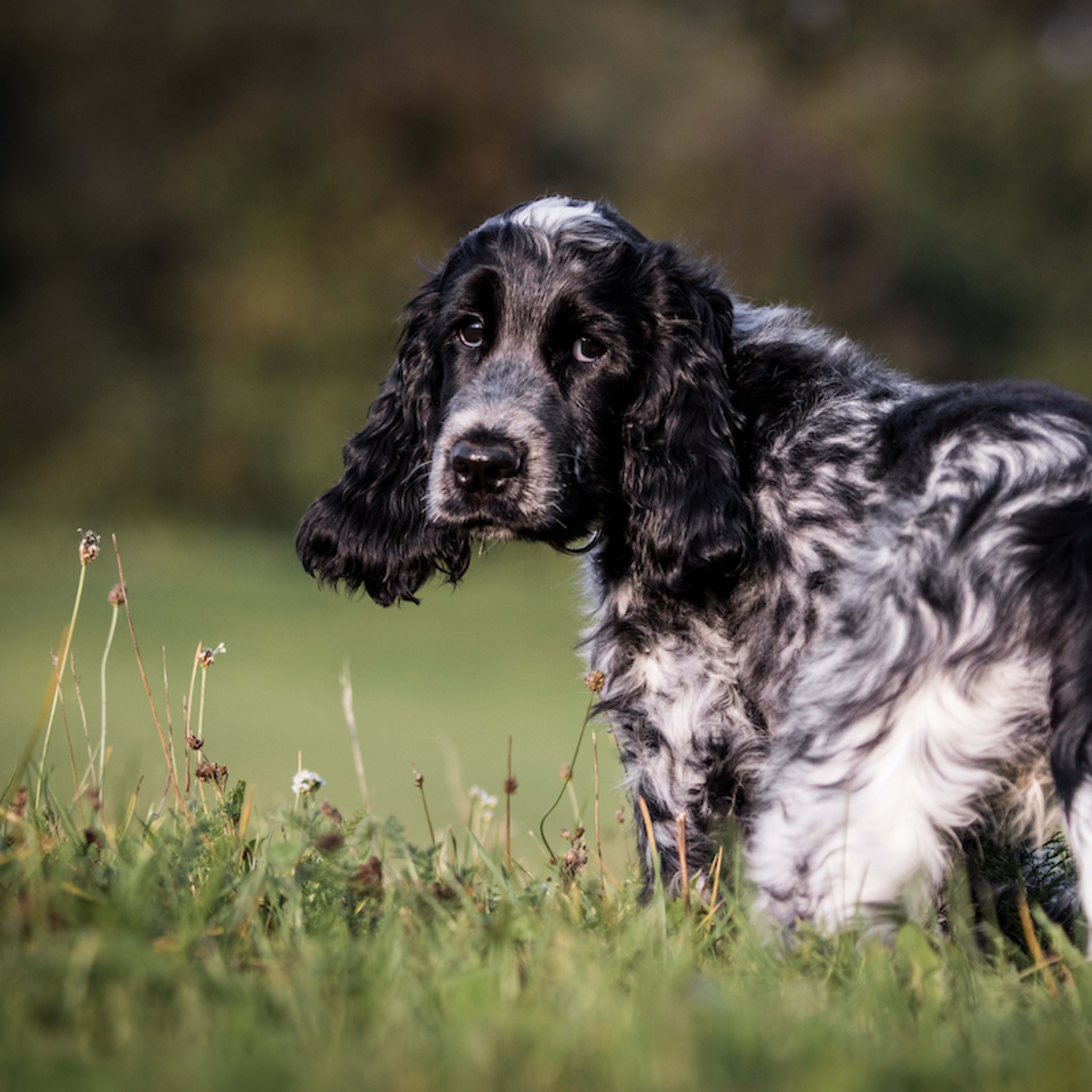 English Springer Spaniel Who ‘Talks With His Eyes’ Has the Sweetest Way ...