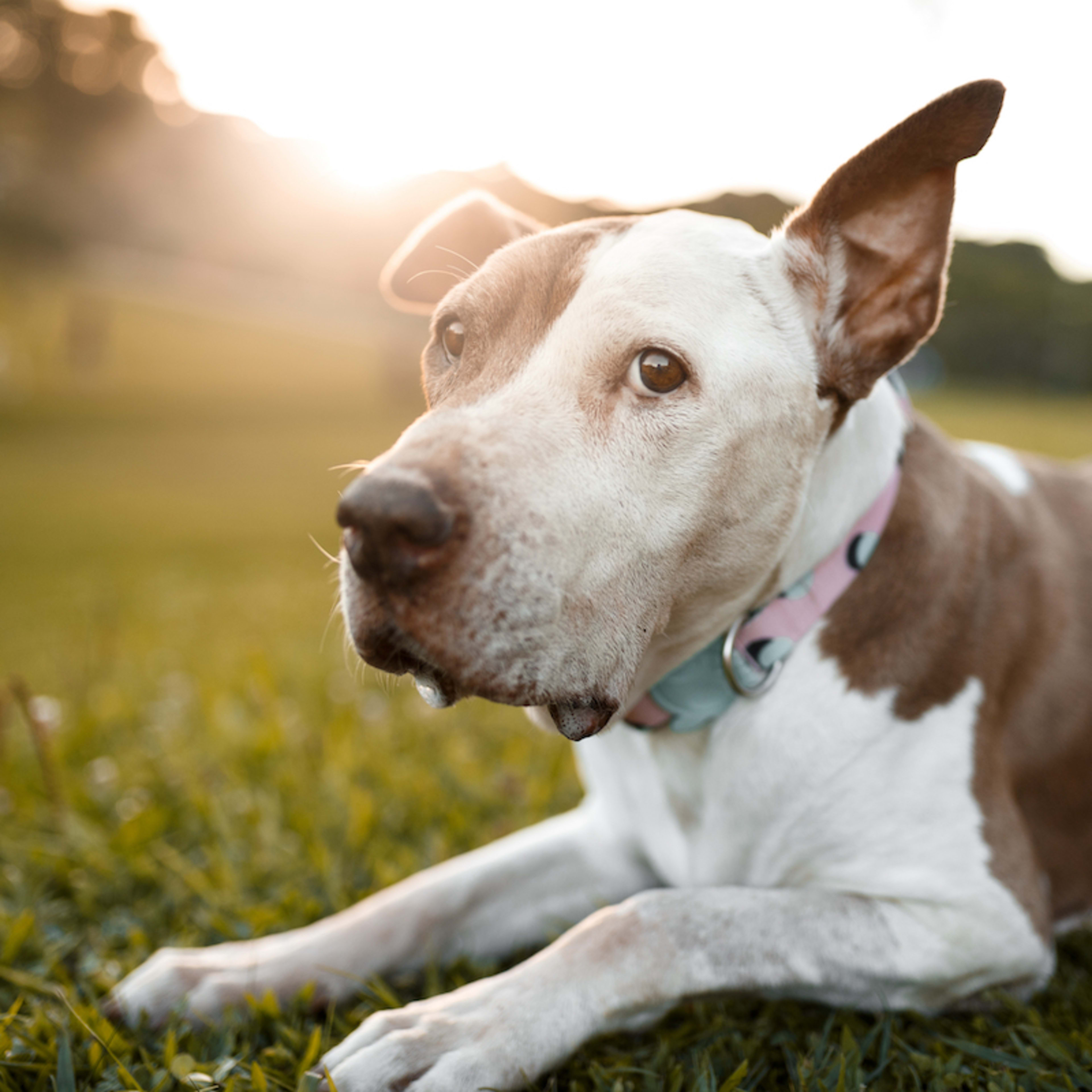 Why Is My Cat Throwing Up White Foam? Here's What To Do - PetHelpful