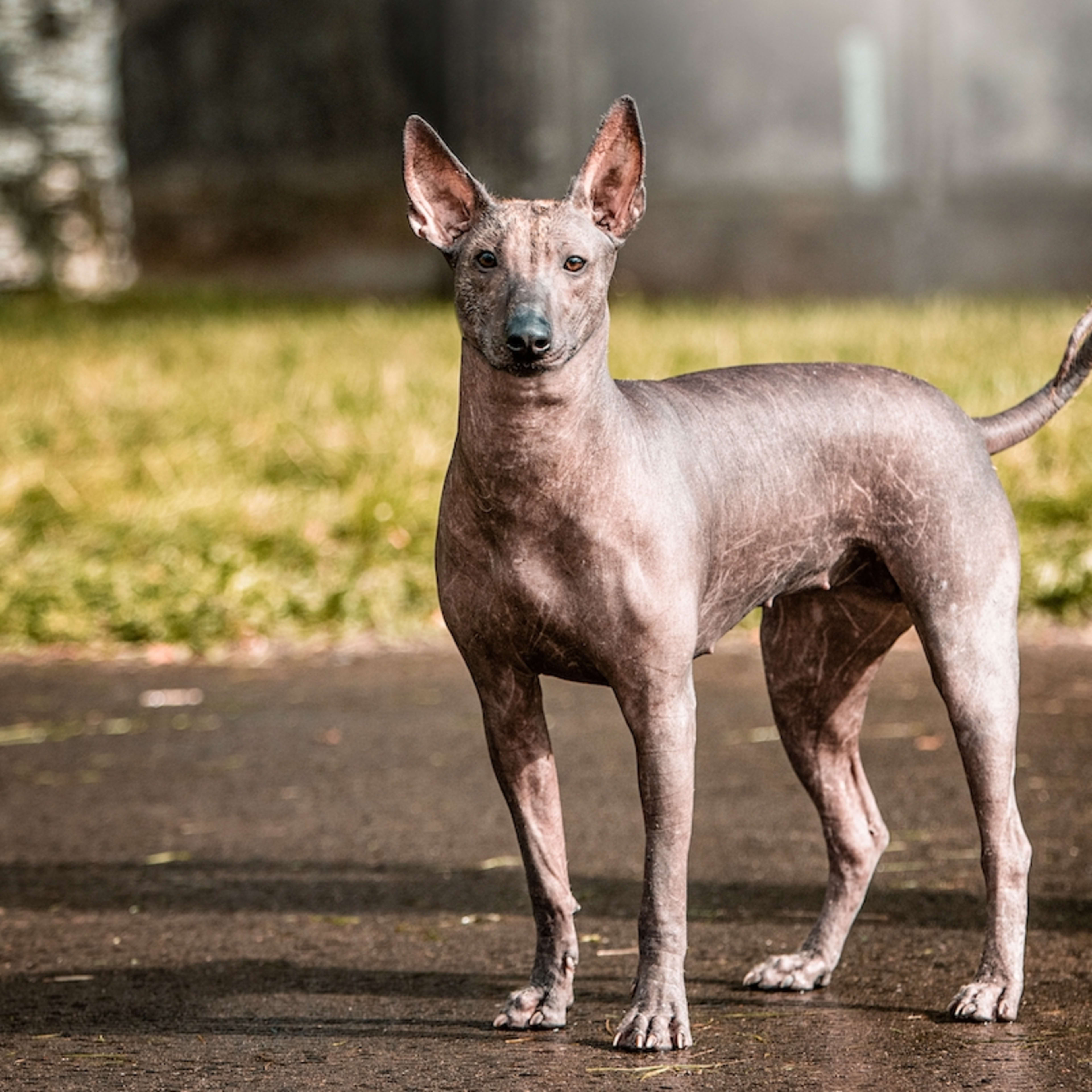 Xoloitzcuintle