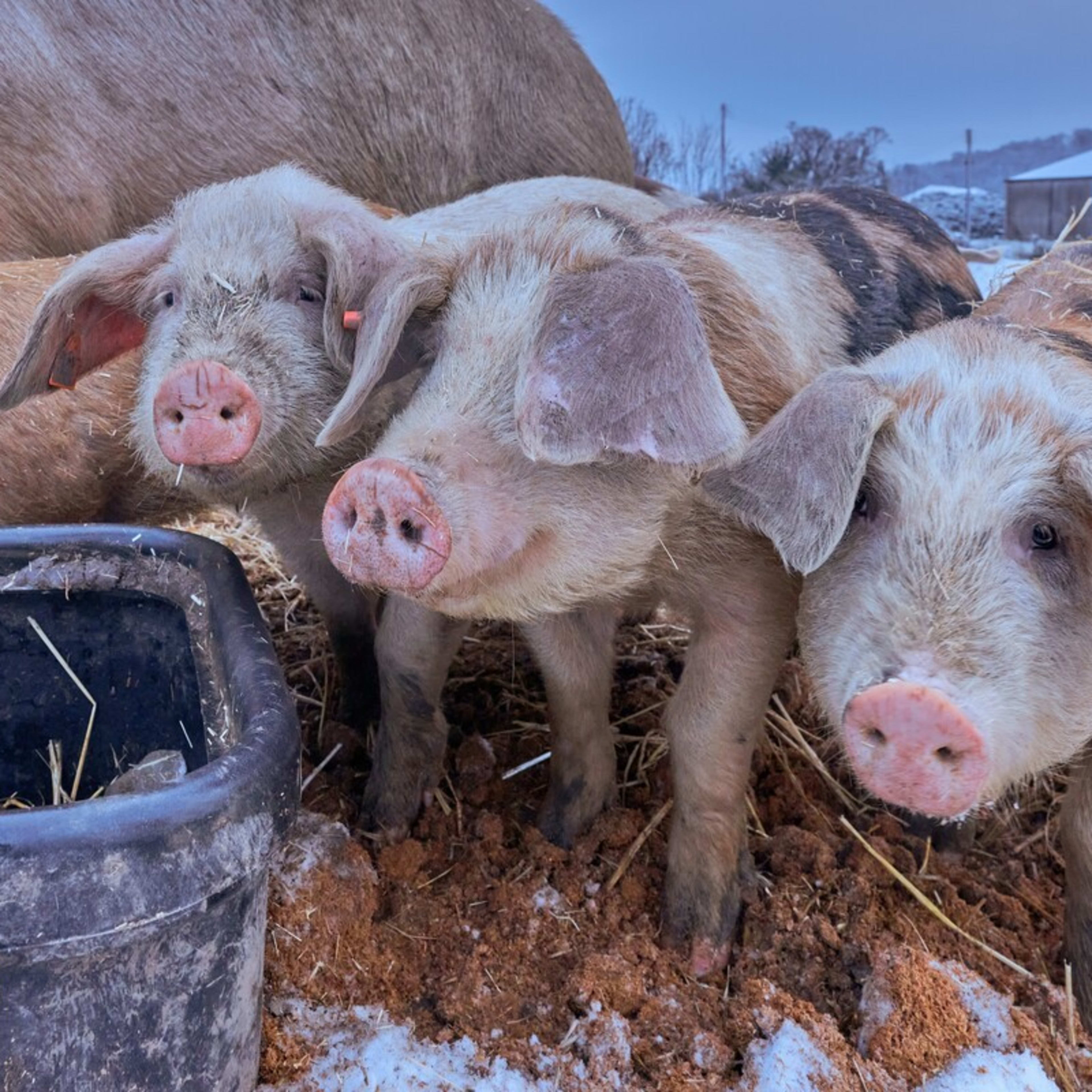 Baby Pygmy Goat’s ‘First Time’ in the Paddock Turns Into a Joyous ...