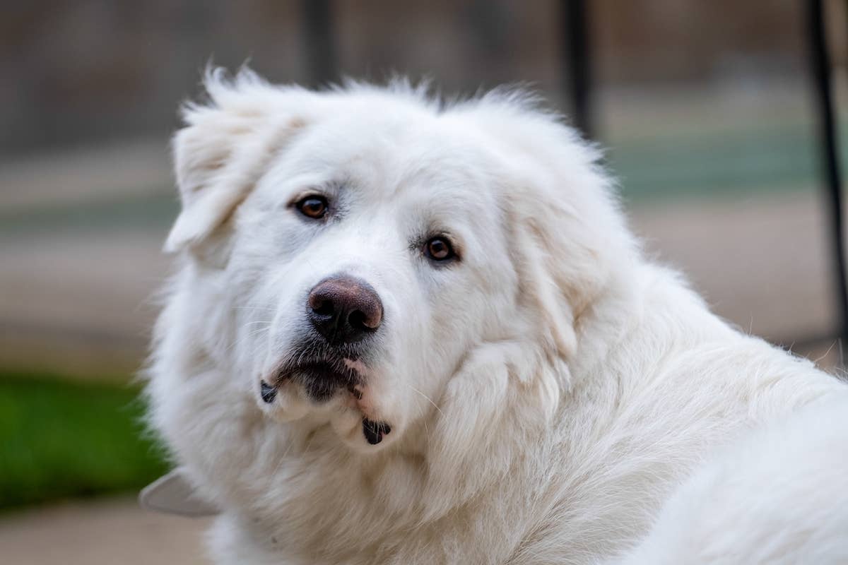 10 Great Pyrenees Puppies Think a Chicken Is Their Mom And It's Too ...