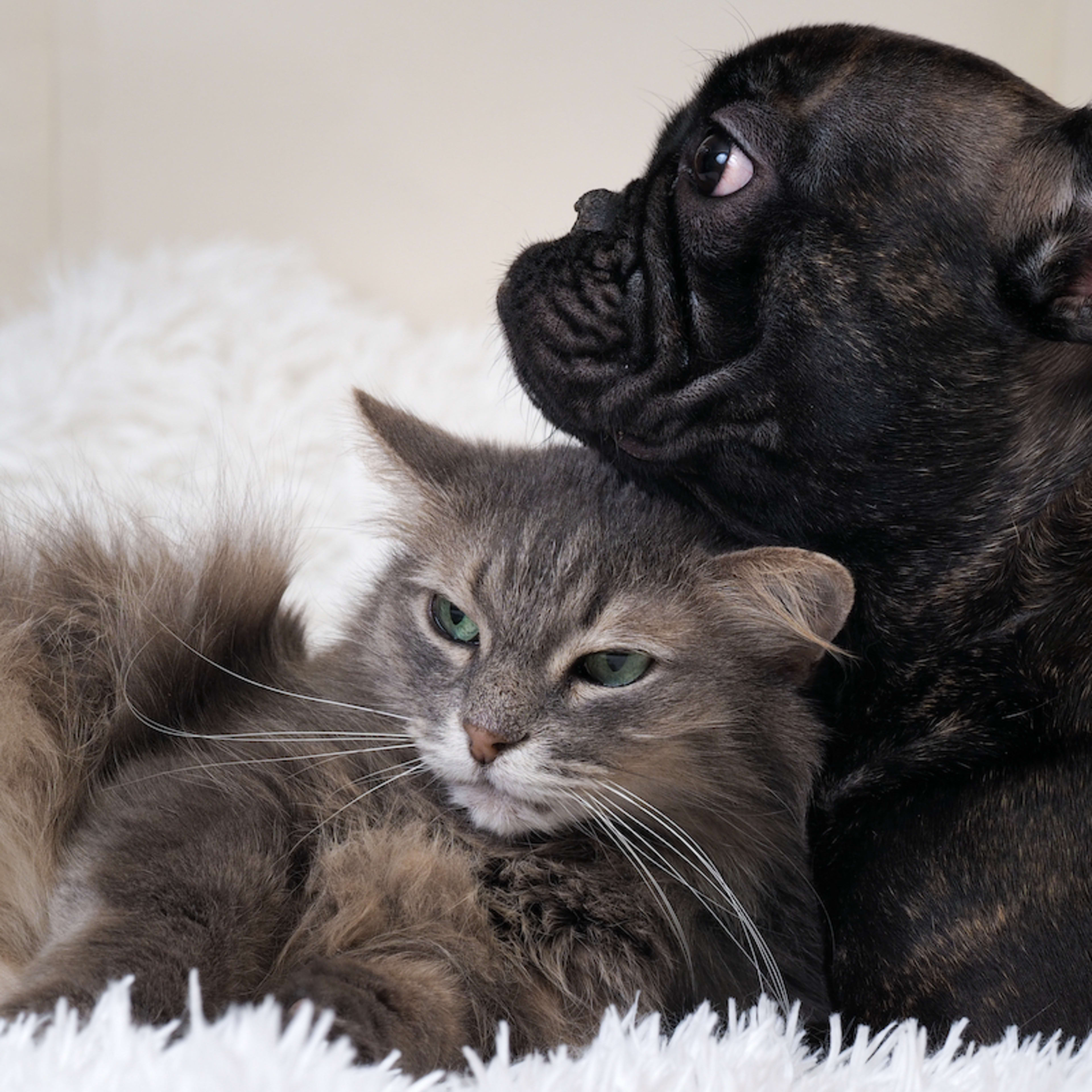 Complete Guide to the Collie: Unveiling the Beauty of this Remarkable ...