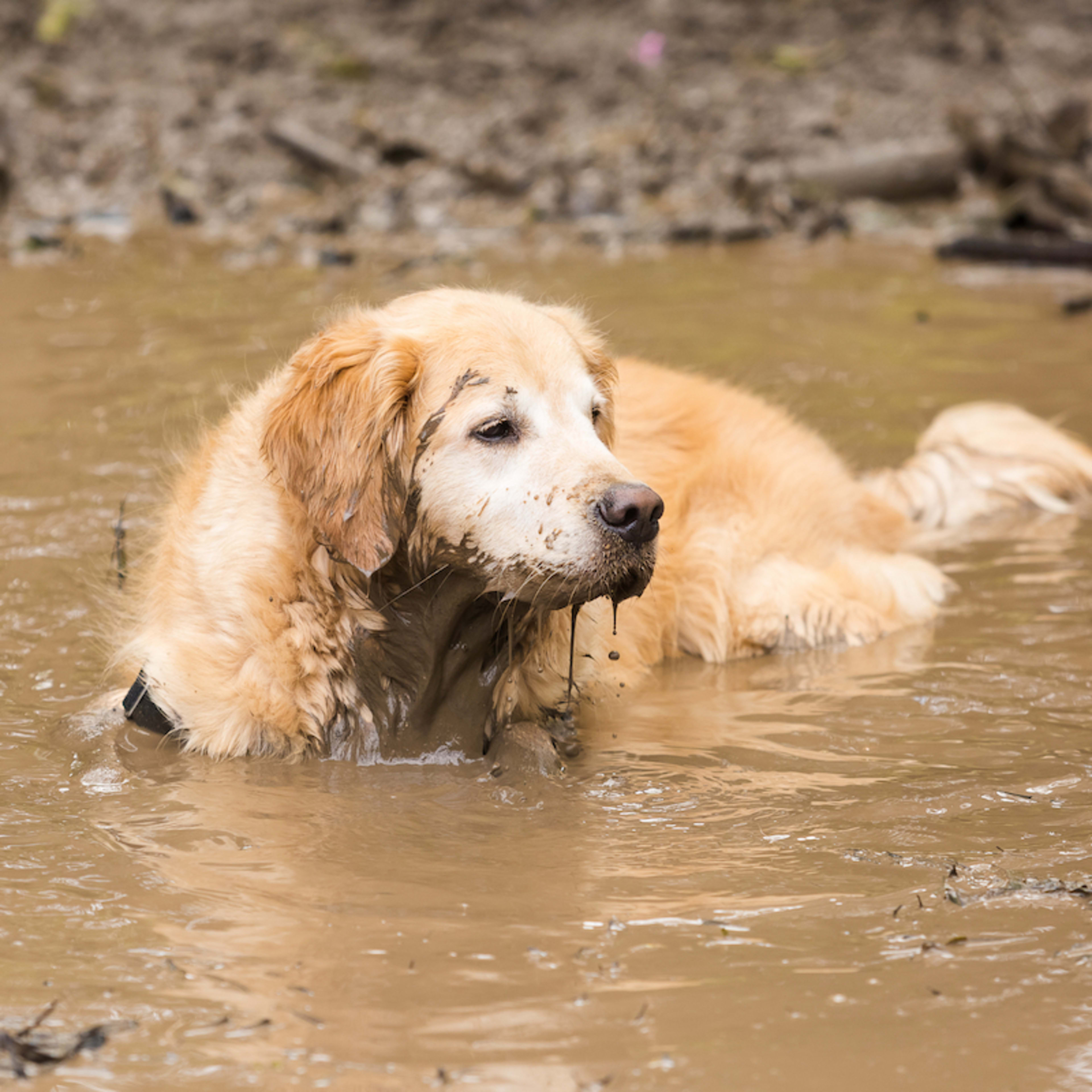 Golden Retriever Is Completely Annoyed by Bernese Mountain Dog’s ‘Spin ...