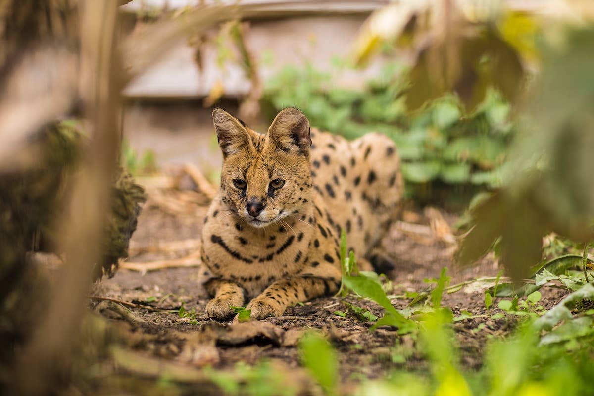 This Is Why Your Cat Swats at You Aggressively - PetHelpful
