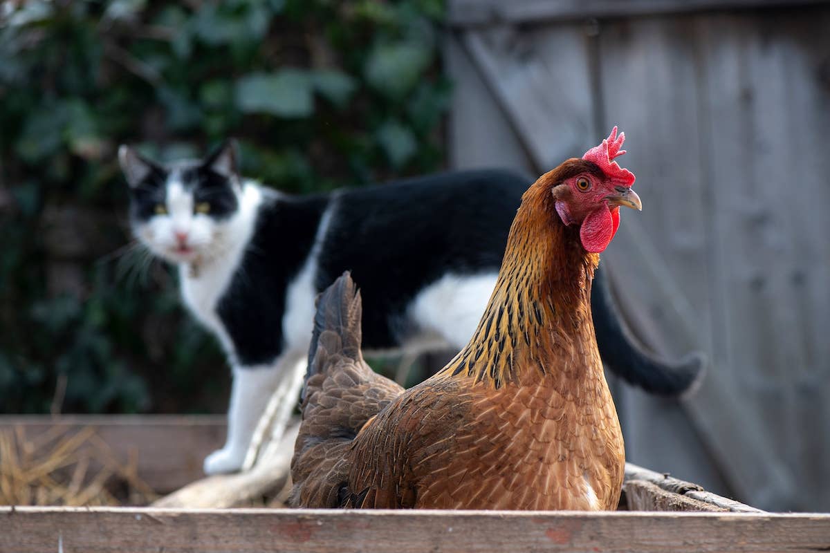 Cowboy Tuxedo Cat Leading His Flock of Chickens Is Pur-Fect - PetHelpful