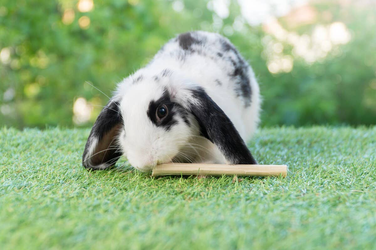 Chunky Bunny’s Furious Window Attack Has Us in Stitches - PetHelpful