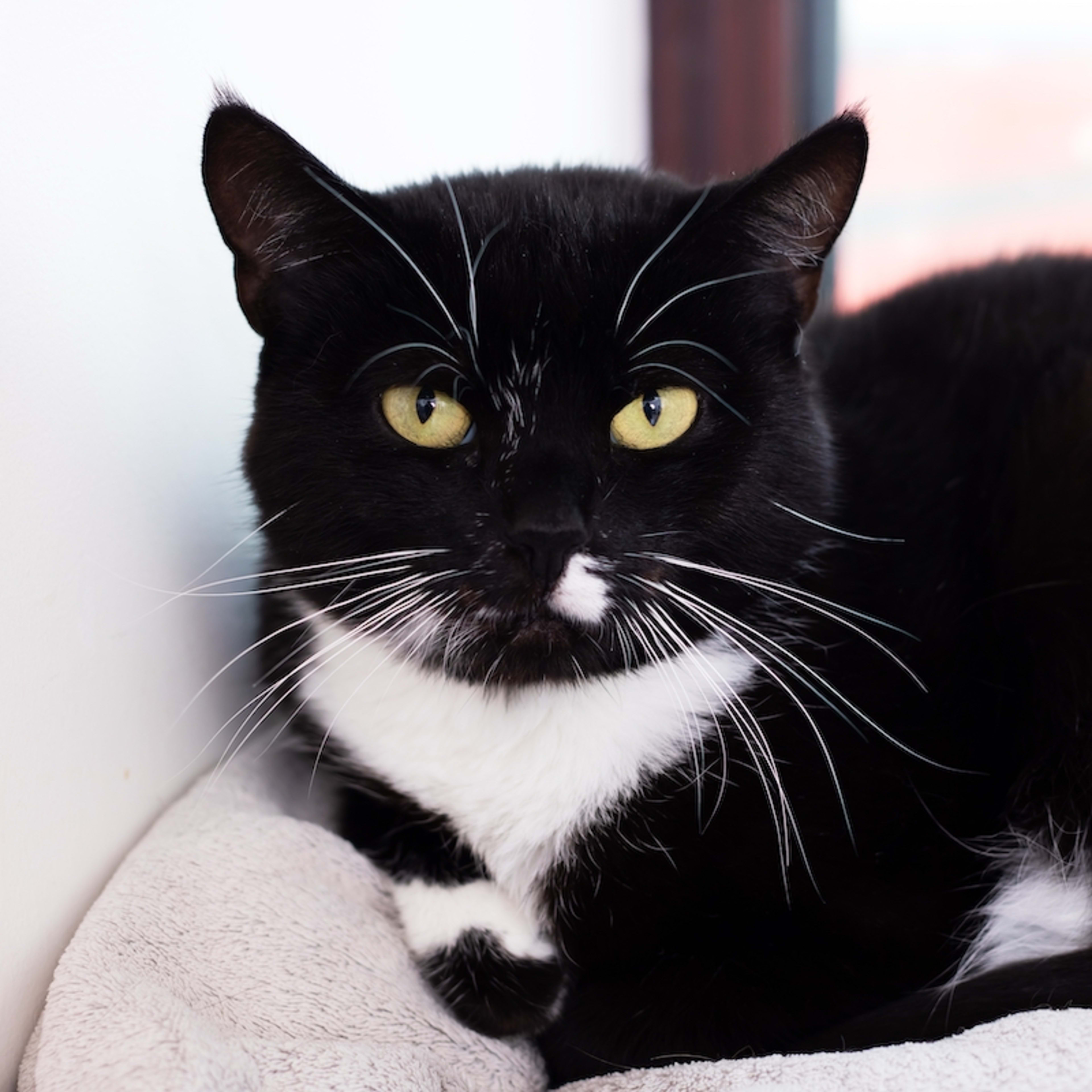 What's the Purpose of Your Dog's Carpal Pads? - PetHelpful