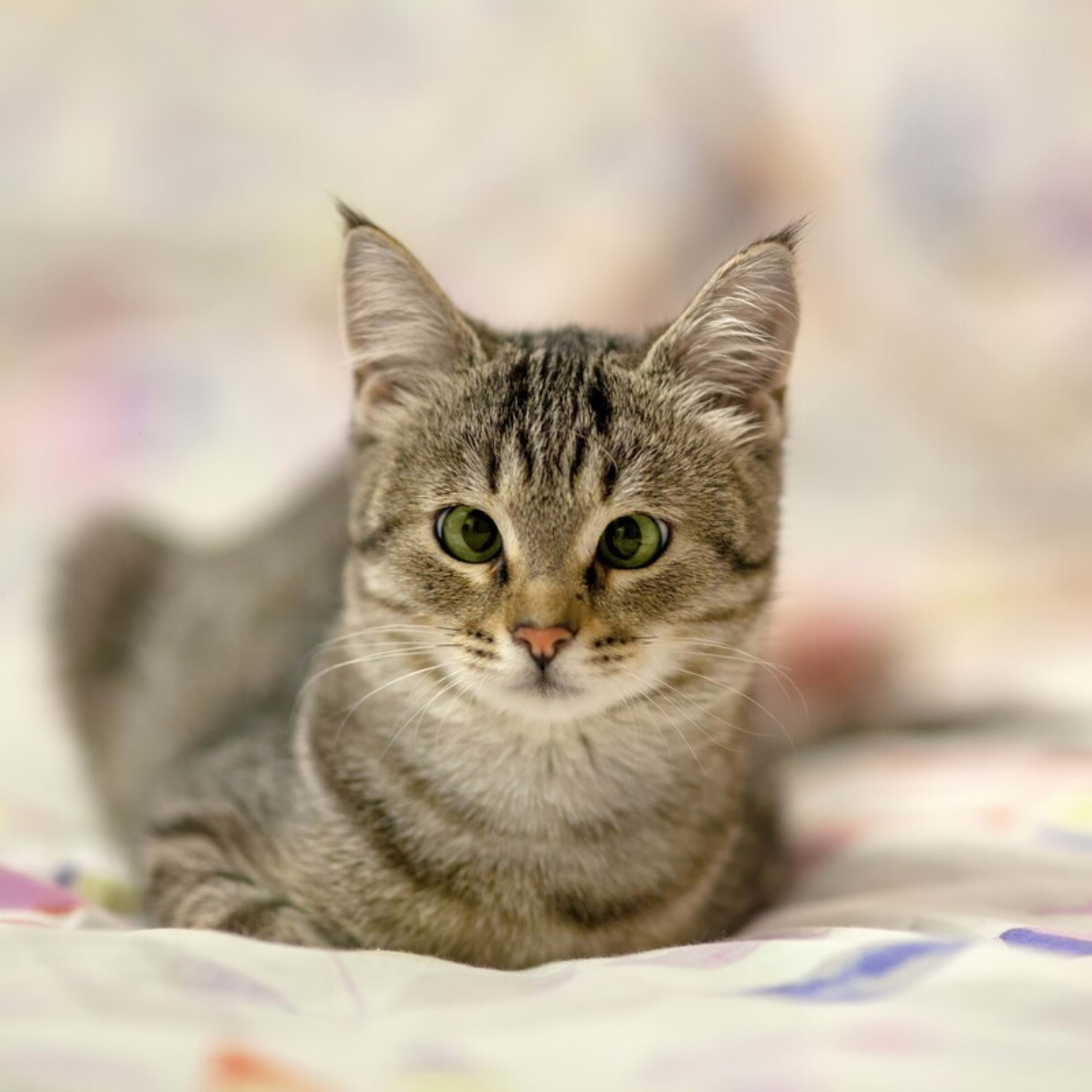 Trio of Concerned Tabby Cats Get Into 'Beef' with Mom's Shower Like the ...