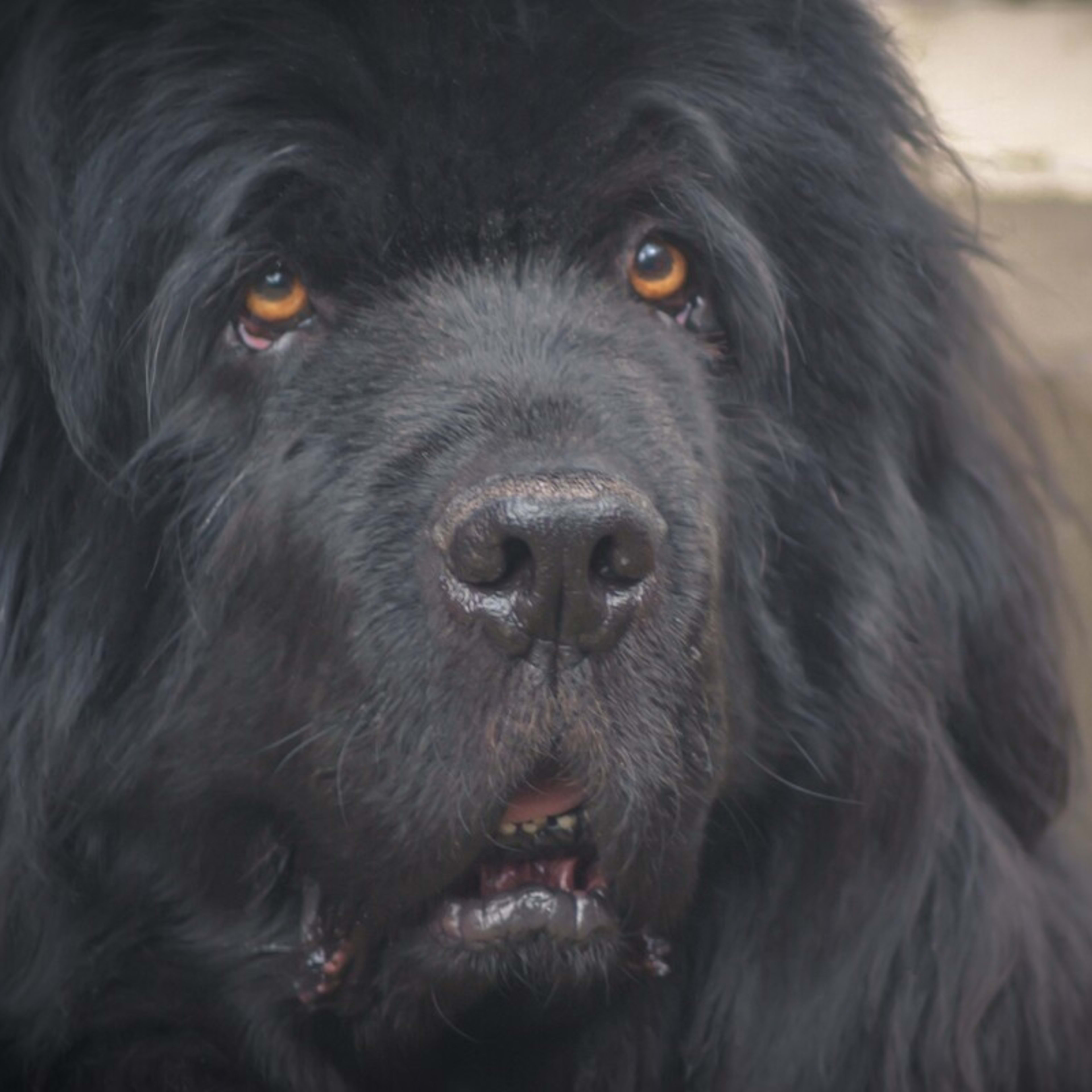 Massive Newfie ‘Refuses’ To Move While Parents Change the Sheets and It ...