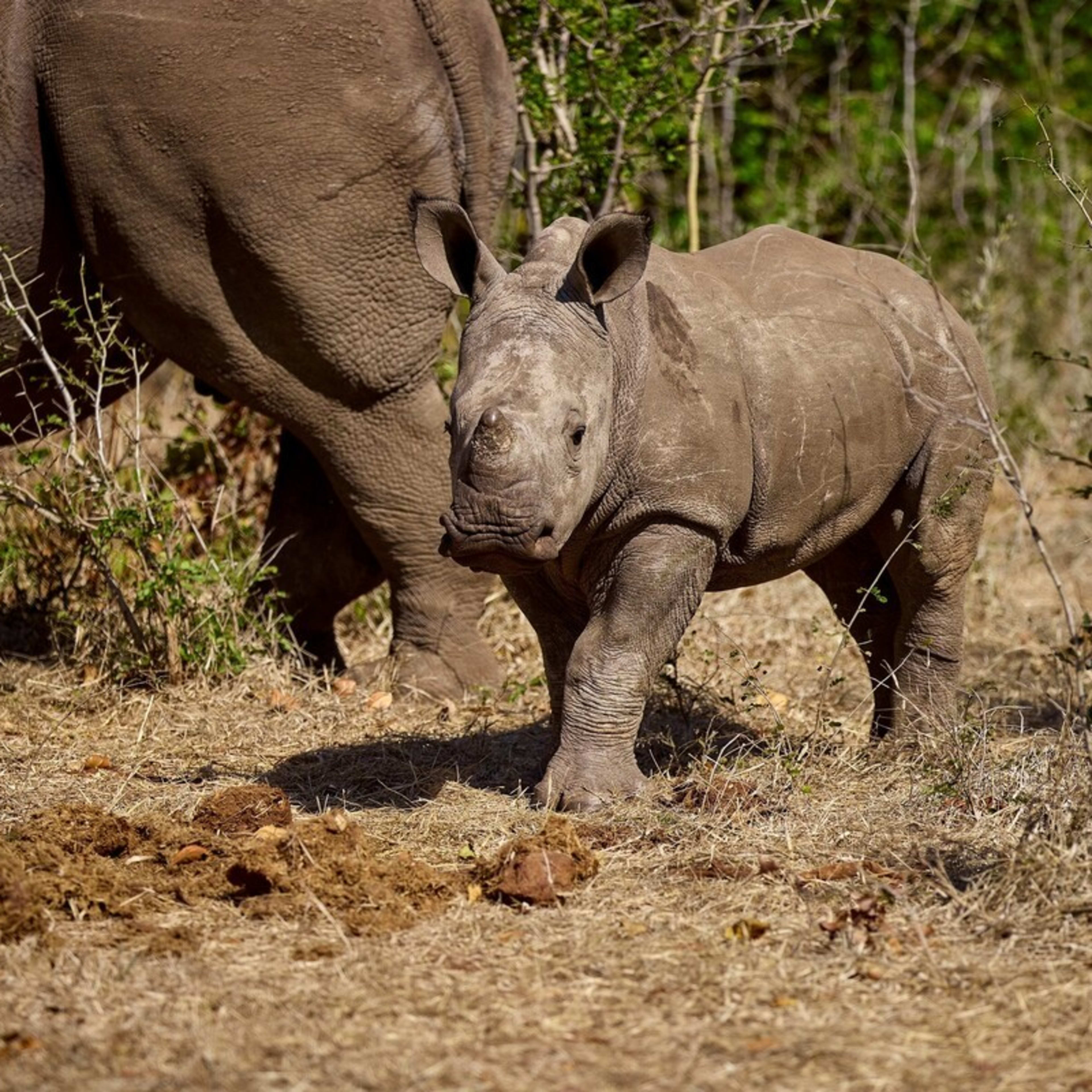 Causes of Sagging, Loose Skin in Dogs - PetHelpful