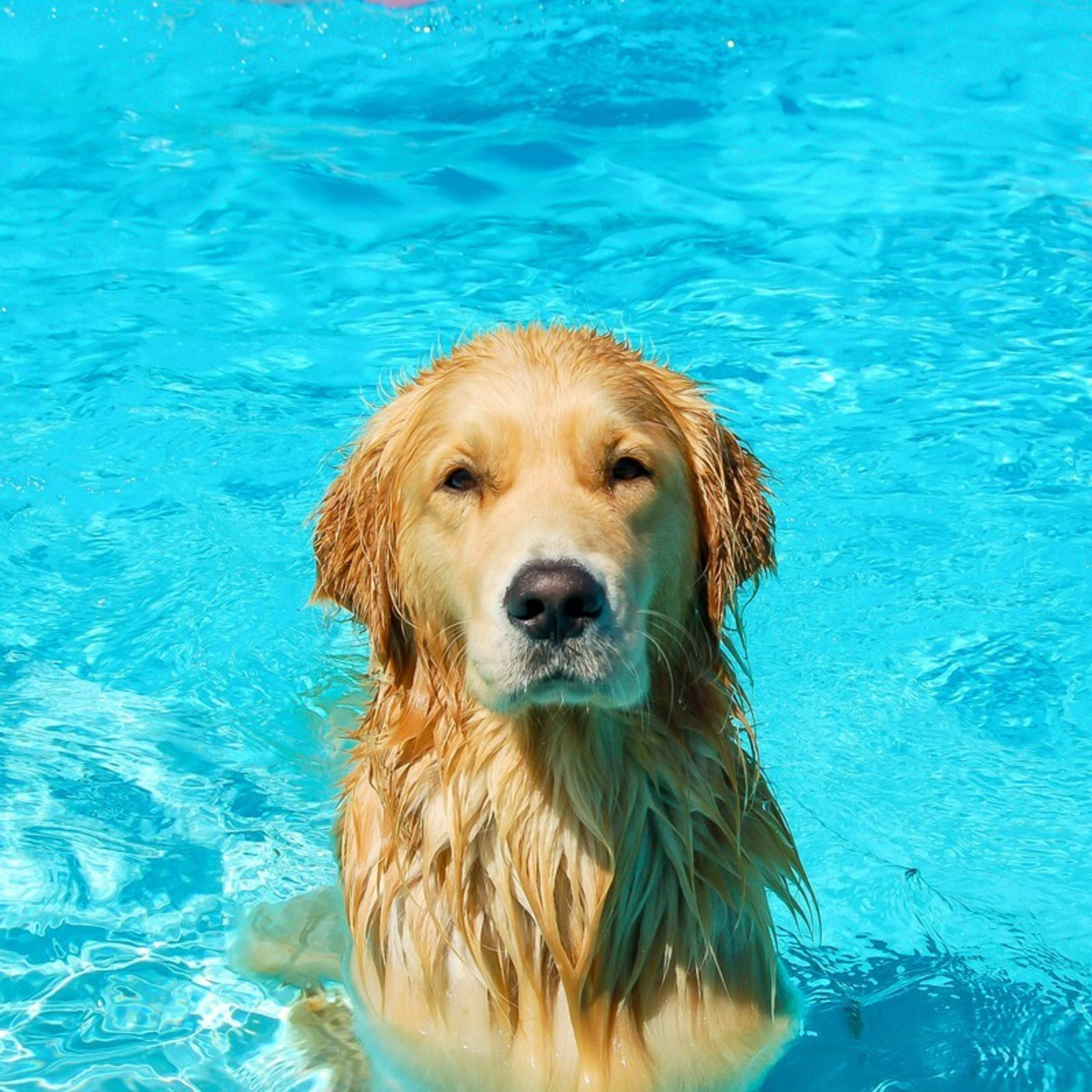 Golden Retriever and German Shepherd Siblings Enthusiastically Swim ...