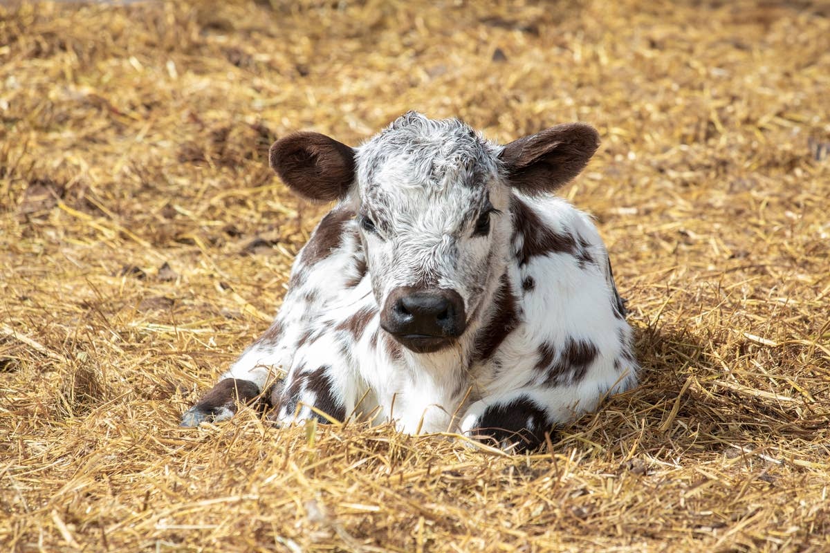 Cow's Sweet Way of 'Asking Little Boy to Play' Couldn't Be More ...