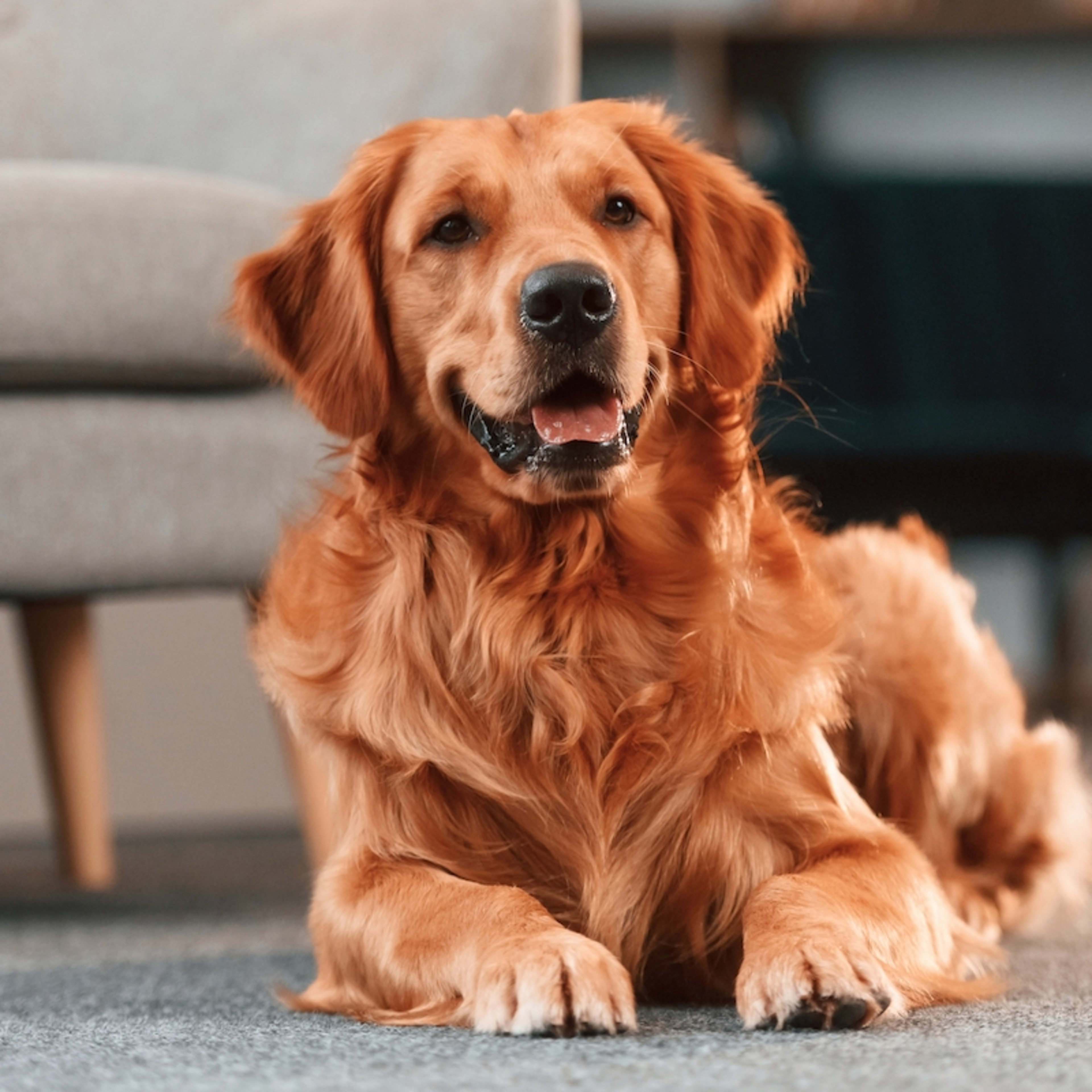 Golden Retriever Puppy Beats Paralysis in the Most Inspiring ...