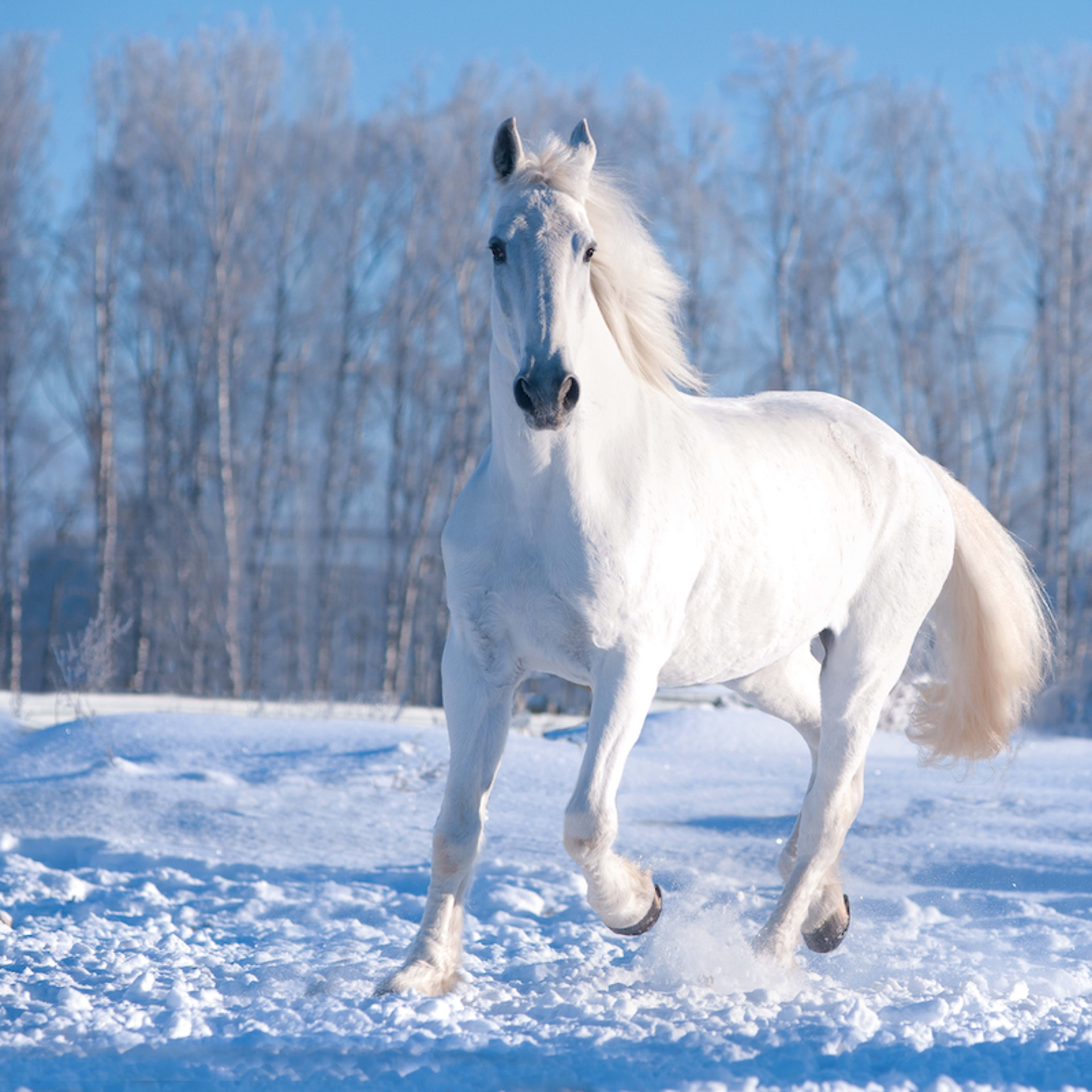 Massive Horse Rolls in the Snow Like a Kid on a Winter Day - PetHelpful