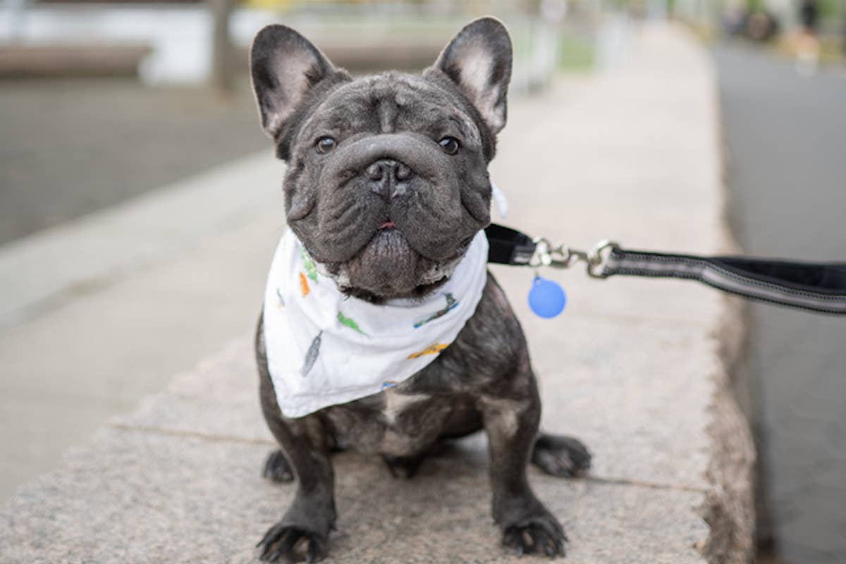 One of a Kind Cane Corso-French Bulldog Mix Puppy Leaves People Stunned ...