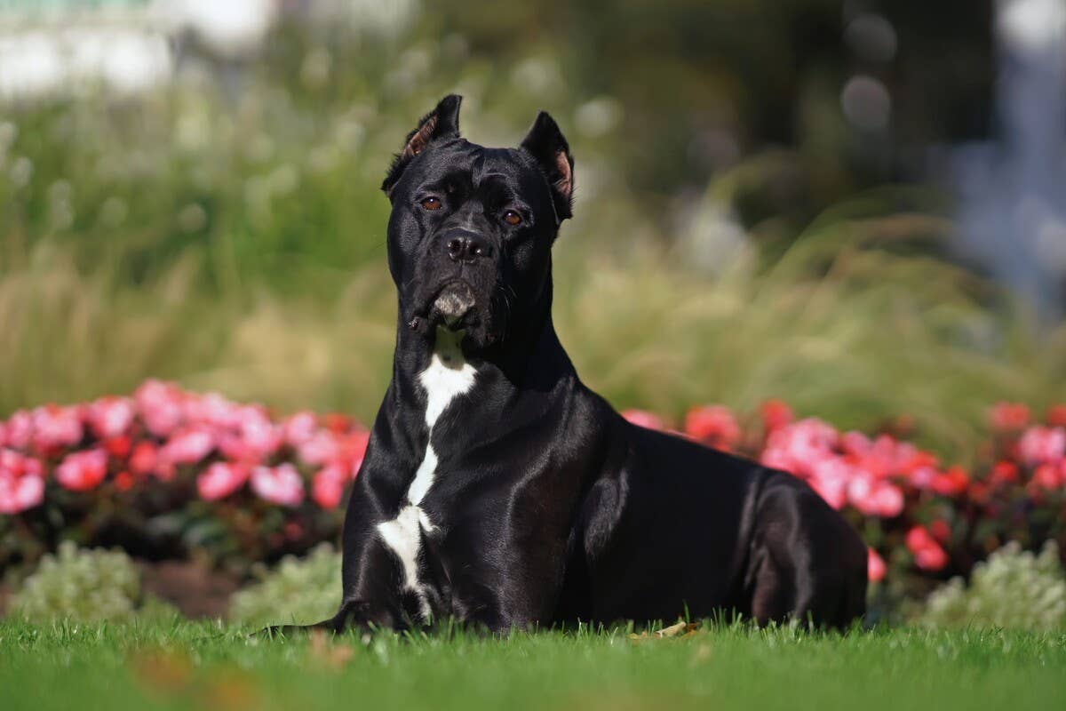 How Long After a Dog Loses Her Mucus Plug Does Labor Start? - PetHelpful