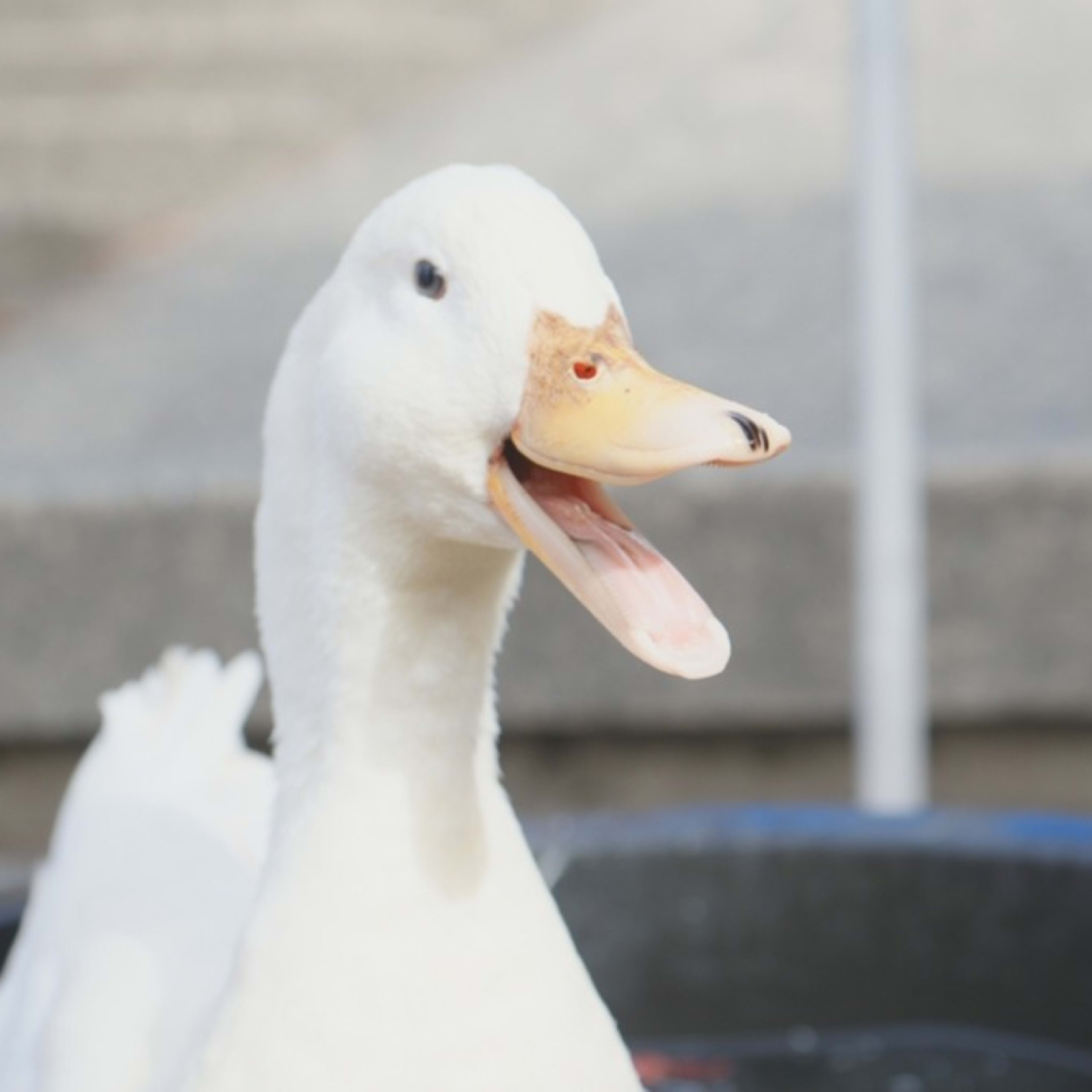 San Muttzano Tomatoes Dog Toy Is Going Viral for Being Adorable ...