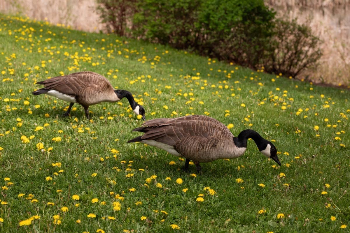 Geese Find an Unexpected Treat and Can’t Contain Their Excitement ...