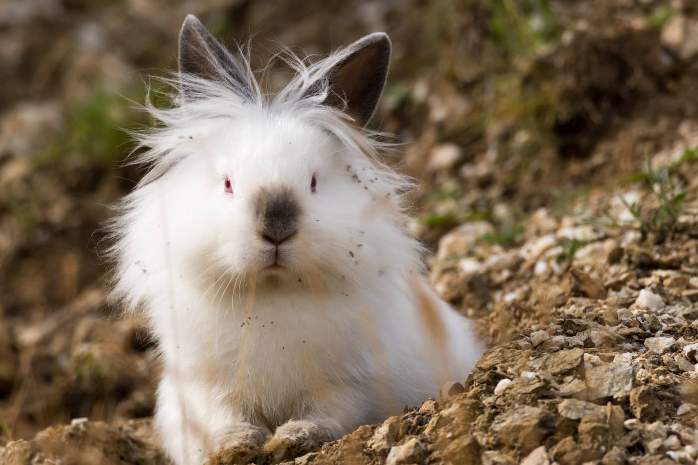 English Angora Rabbit