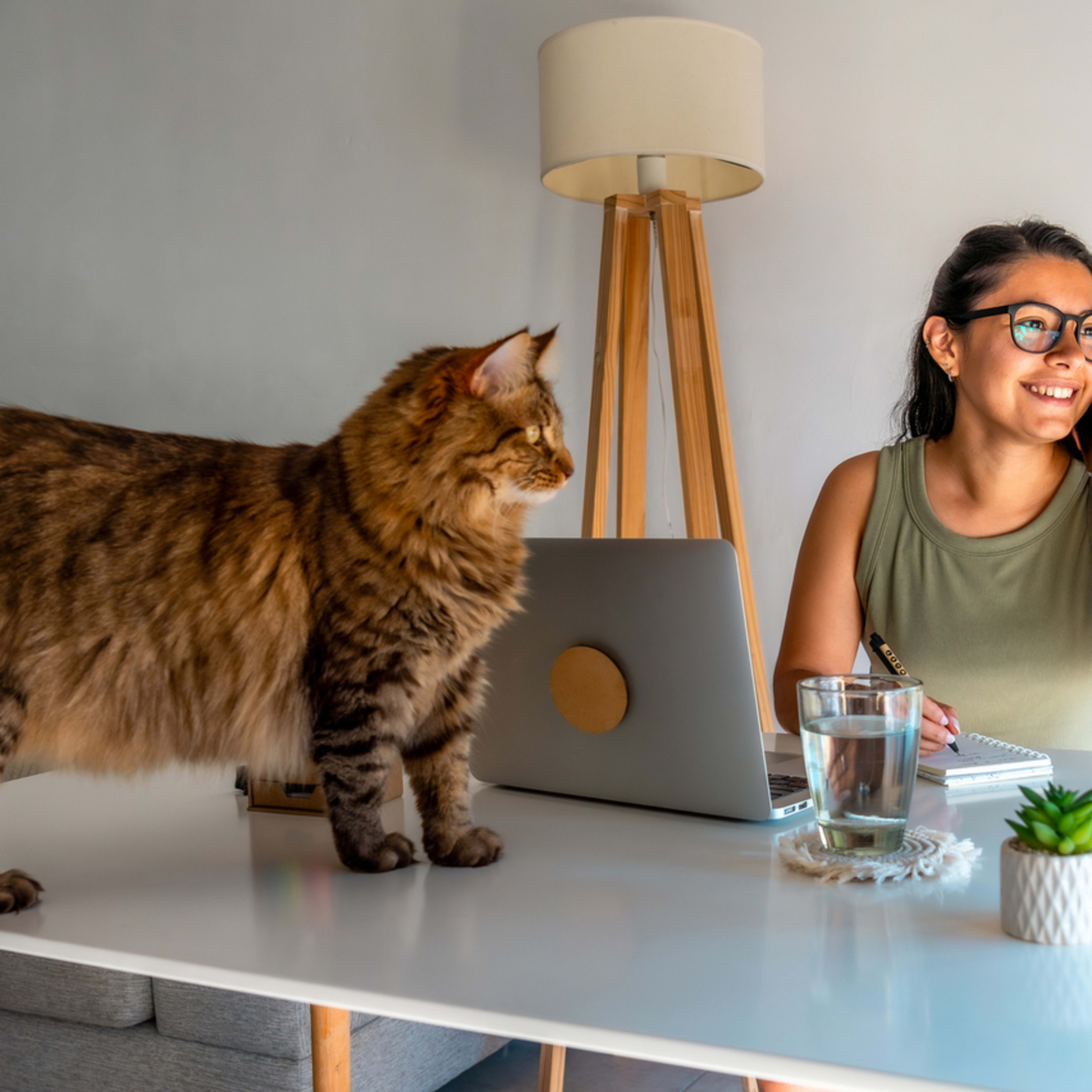 Friendly Doodle 'Adopts' Her Neighbors As Family After Falling in Love ...