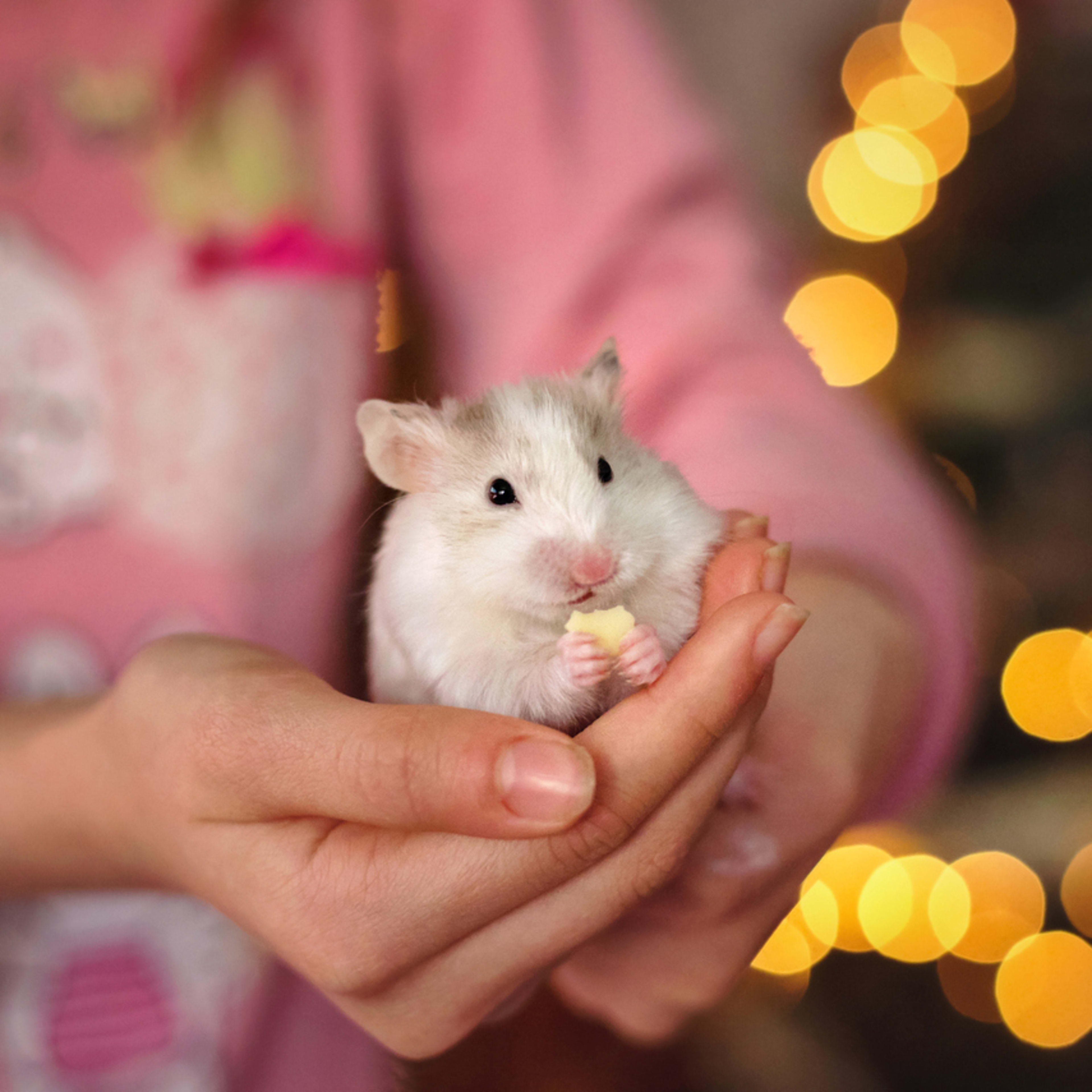 Menthol Toxicity: Is Menthol Toxic to Dogs? - PetHelpful