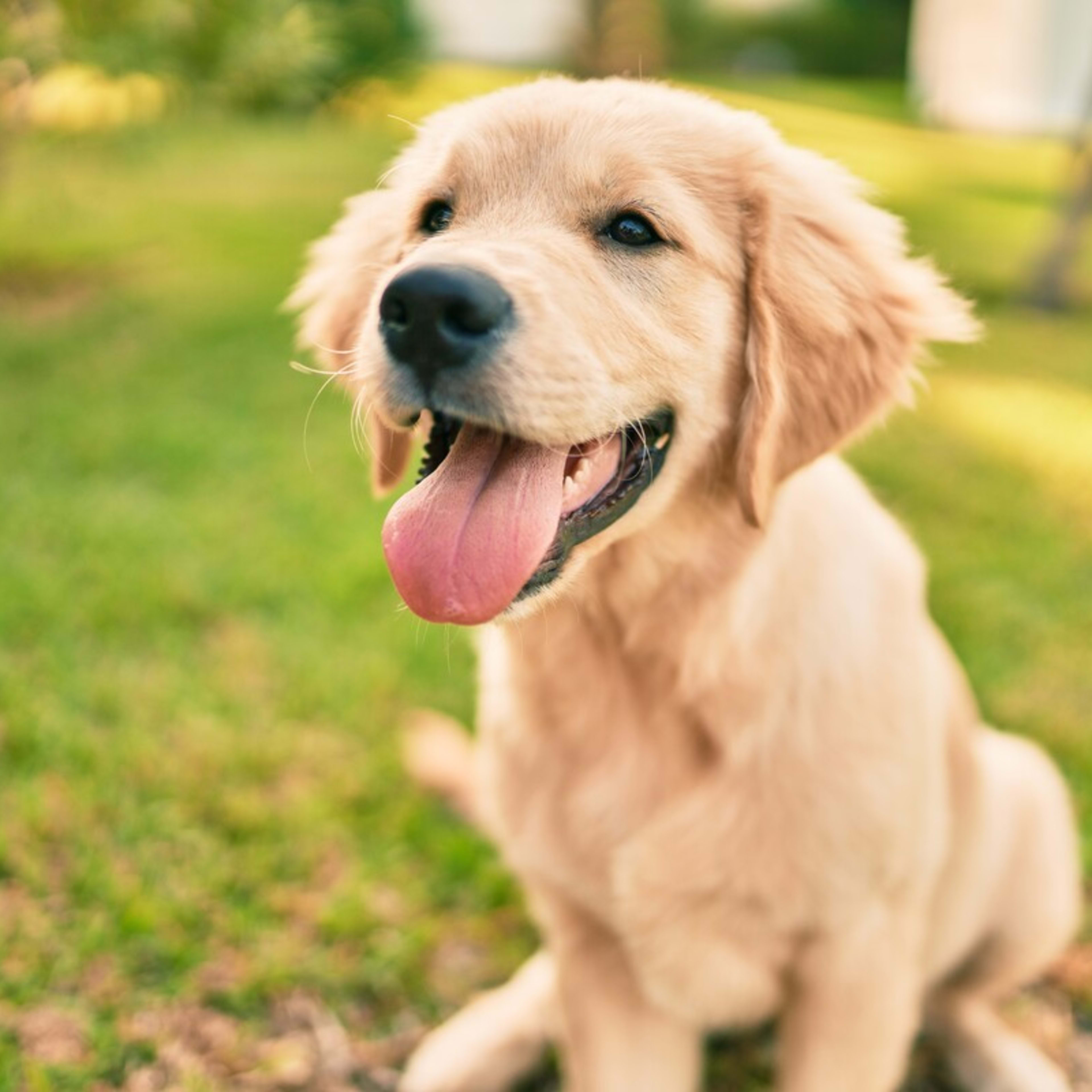 How to Help a Dog Produce More Milk for Her Puppies - PetHelpful