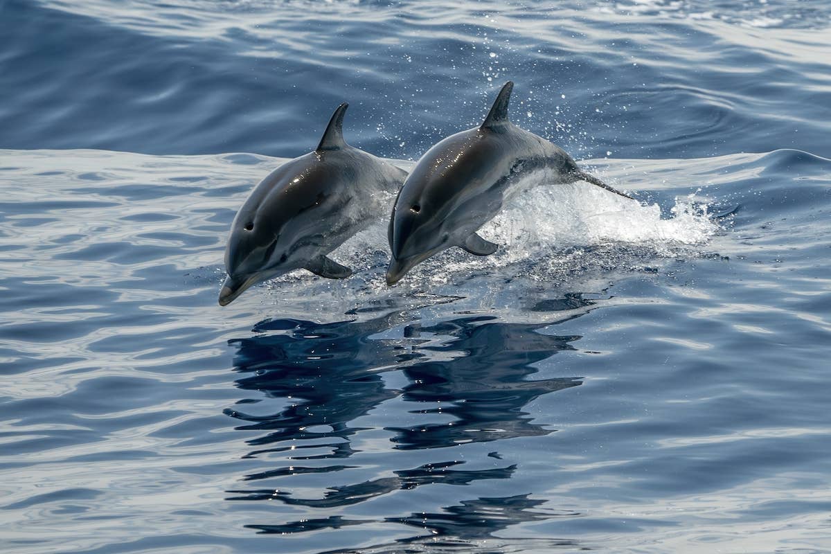 Tiny Baby Dolphins Learning to Jump Will Make Anyone's Day - PetHelpful
