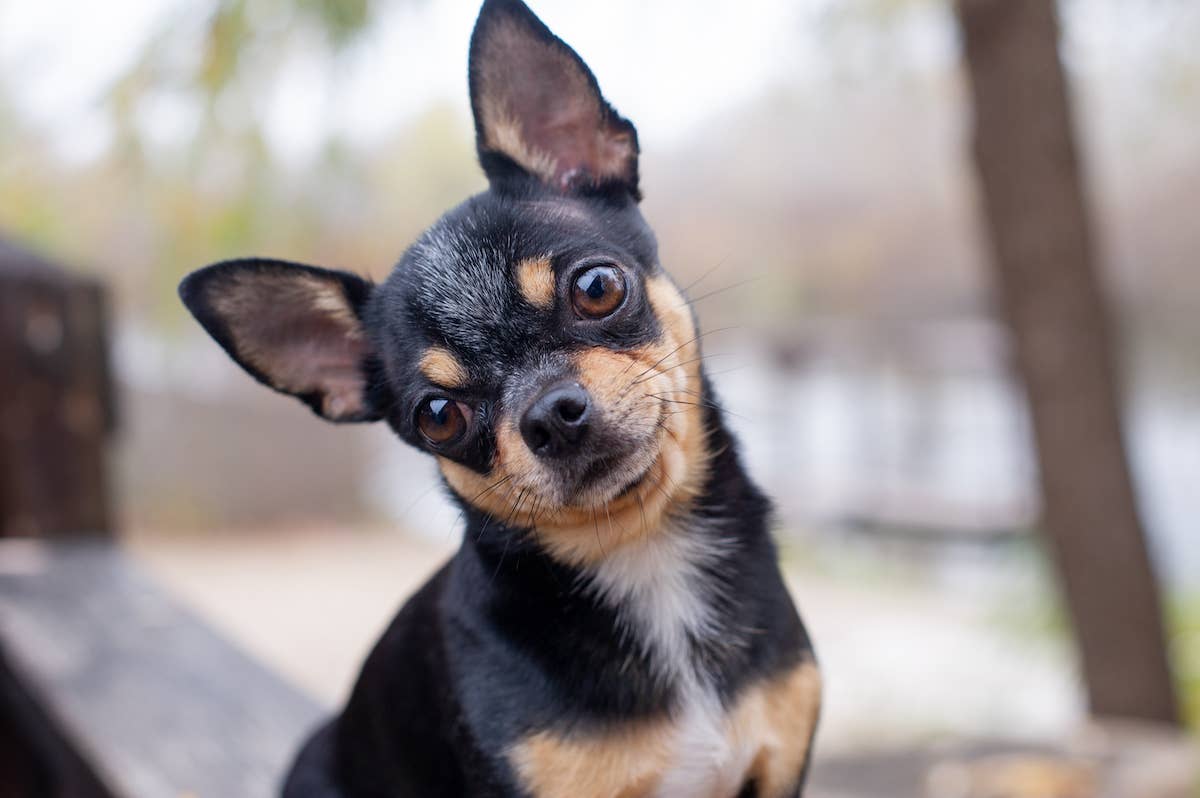 Tiny Chihuahua’s Slam Dunk Has People Asking When He’s Making His Pro ...