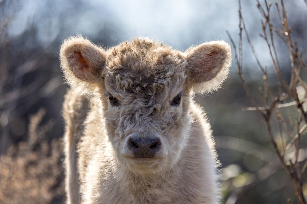 Relieved Baby Cow Gives Rescuer the Sweetest Kisses of Gratitude ...