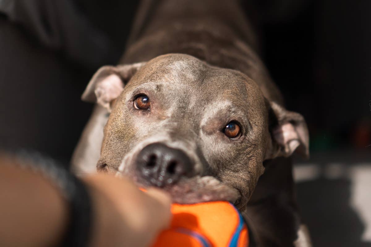 These Are The Highest-Rated Dog Treats at Costco Right Now - PetHelpful