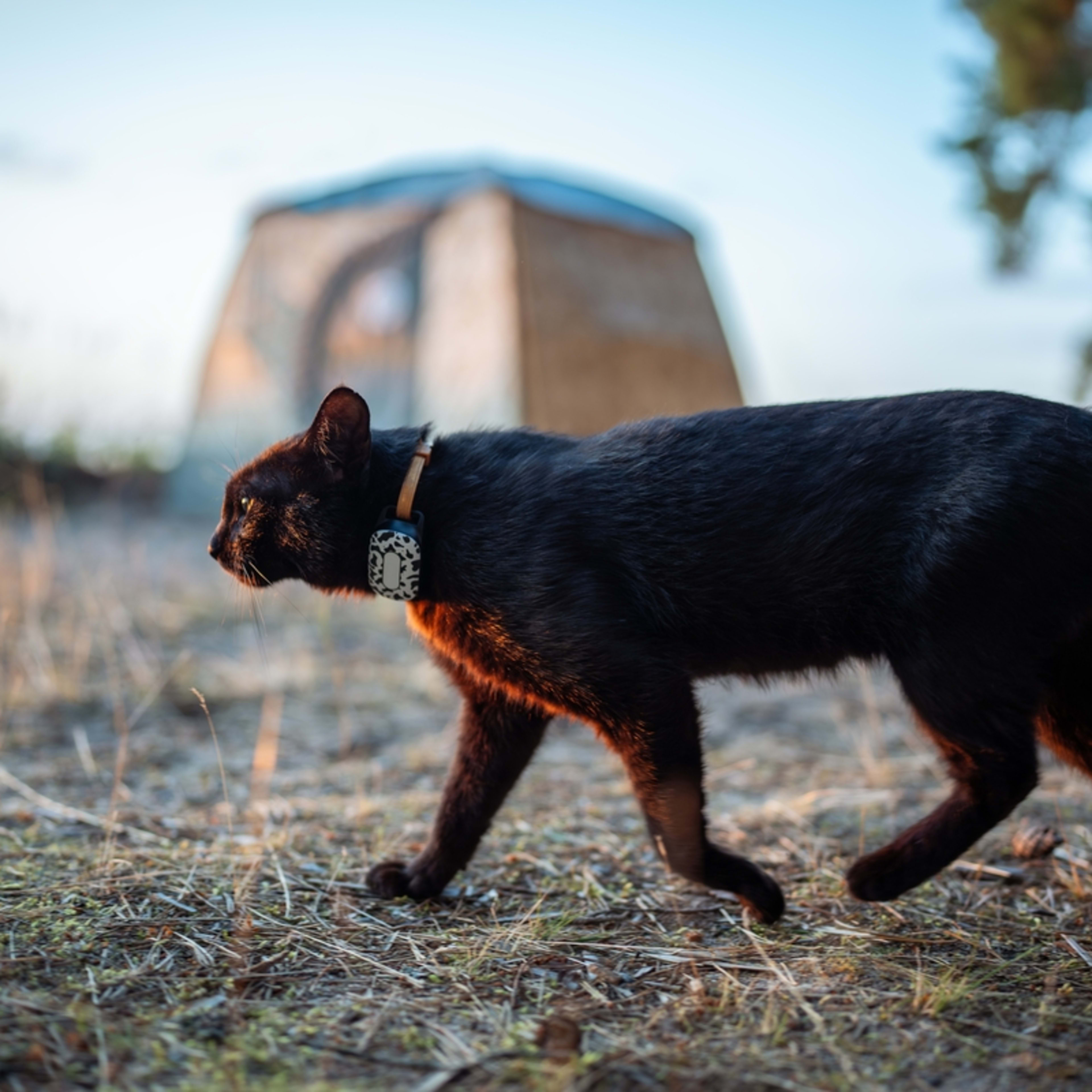 Dangerous Self-Cleaning Litter Boxes Are Reportedly Claiming Cats ...