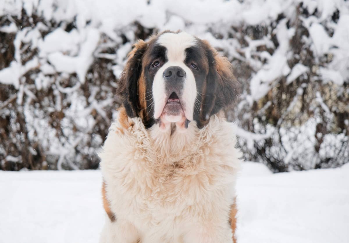Causes of Sagging, Loose Skin in Dogs - PetHelpful