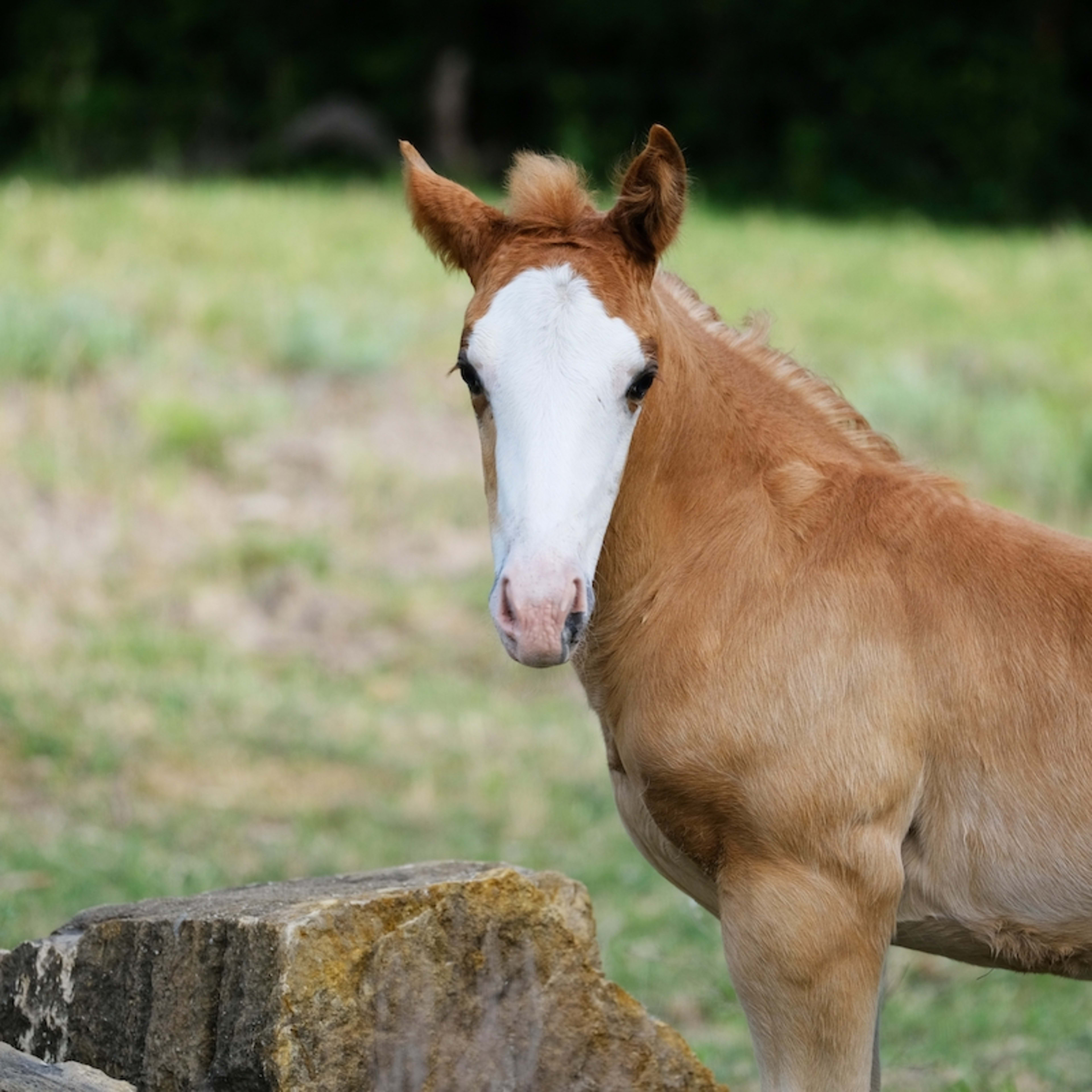 Deaf Rescue Horse Loves His Pacifier Just Like the Sweetest Baby ...