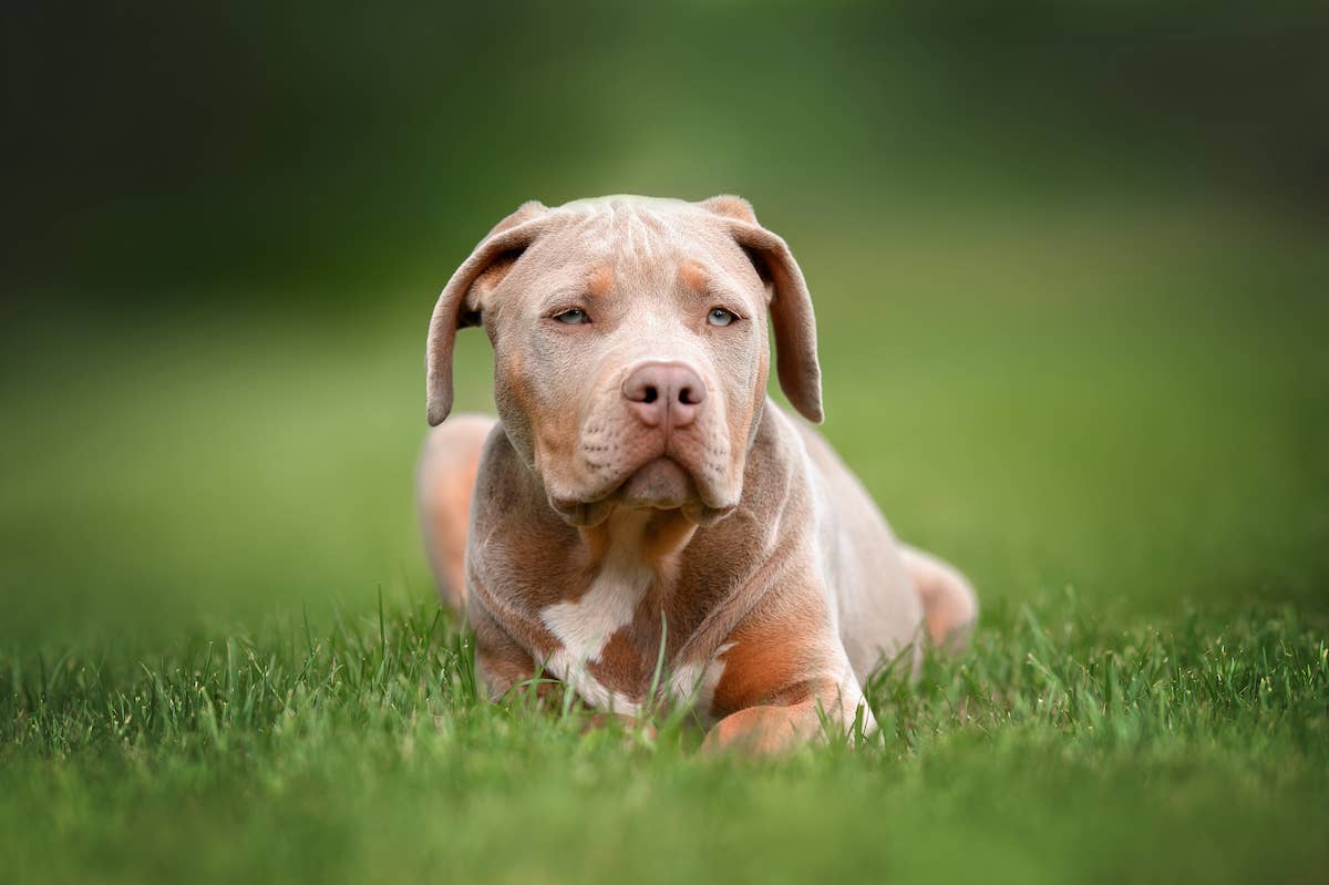Massive American Bully Begs for Berries With the Most Irresistible ...