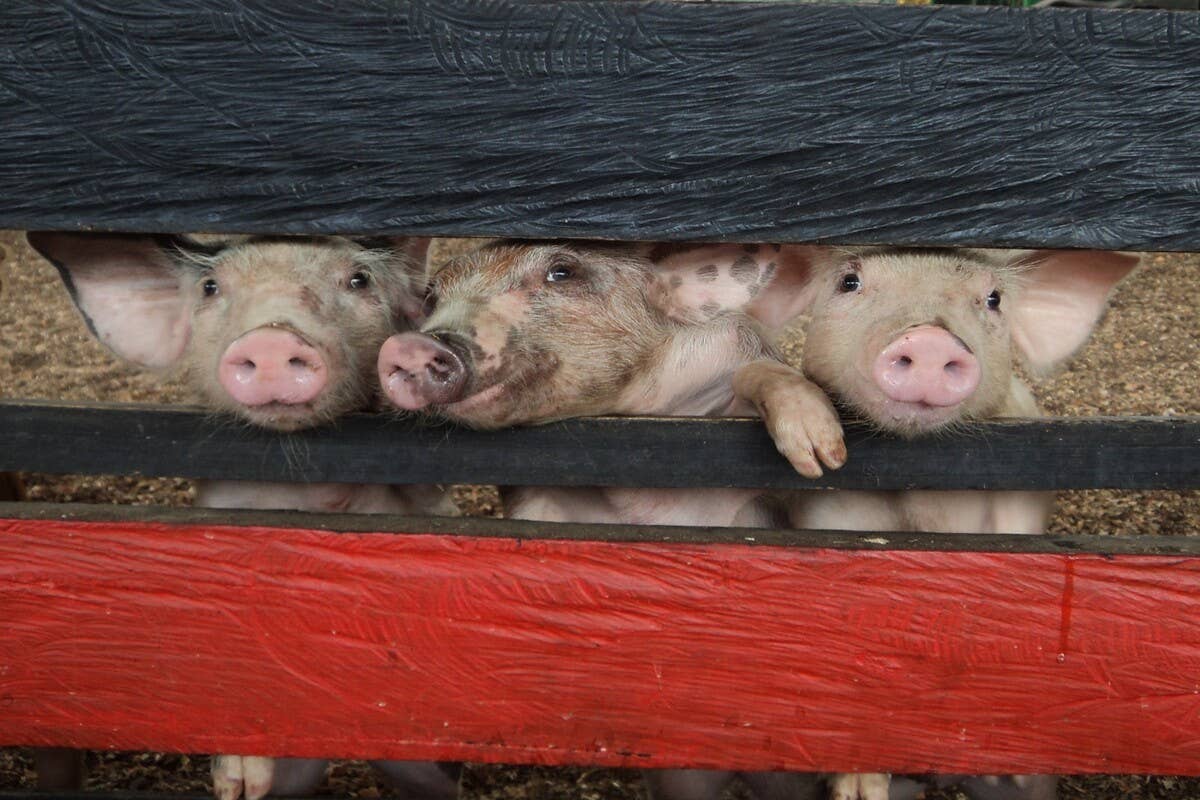 Pig Who Likes To Throw a ‘Tantrum for Funsies’ Is the Cutest Little ...