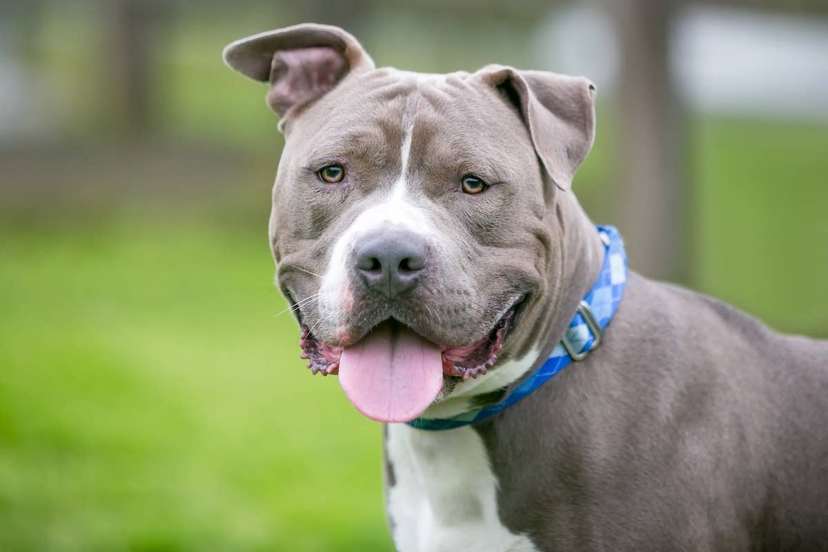 American Bully Charms Everyone With the Tiniest Eyes and Largest ...