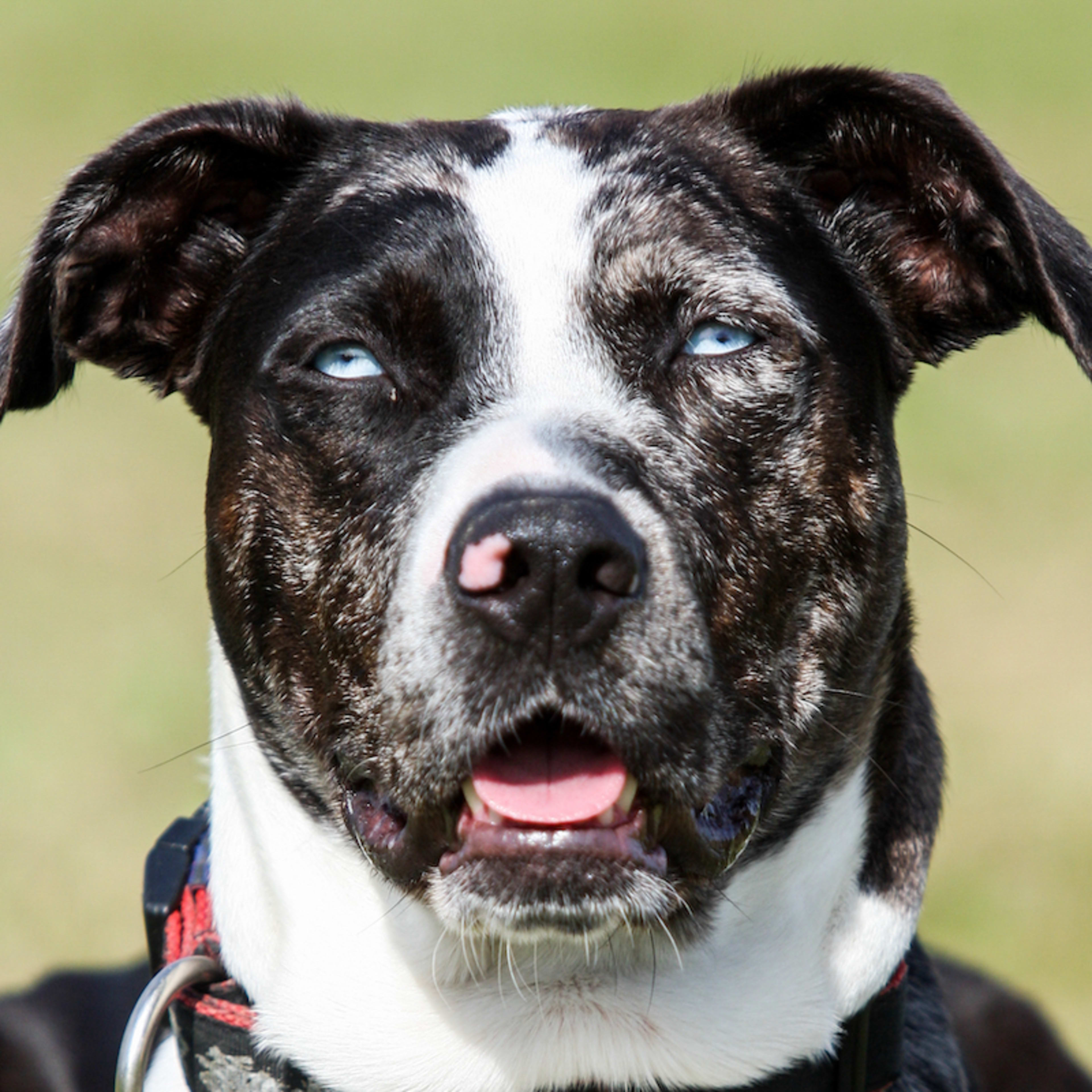 Greedy' Catahoula Leopard Dog Surrounds Herself With Toys Like a Dragon ...