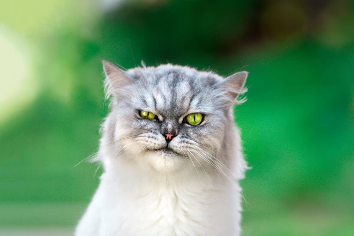 Cat Returned to Shelter After 2 Days for 'Meowing for Attention' Will ...