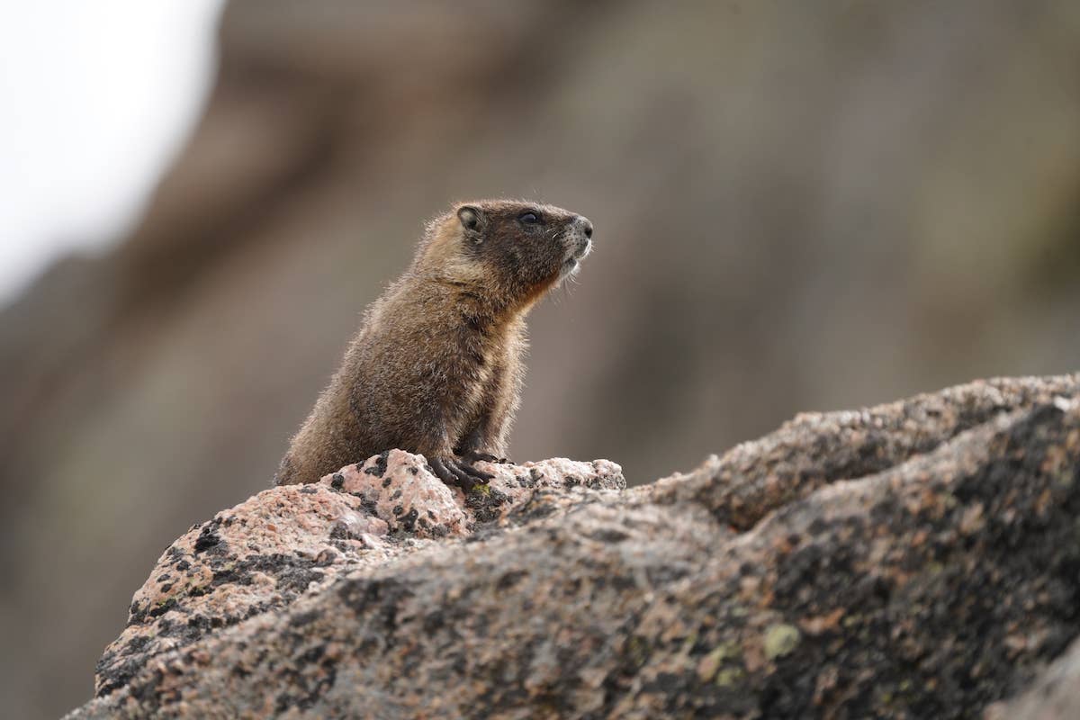 Rodent
