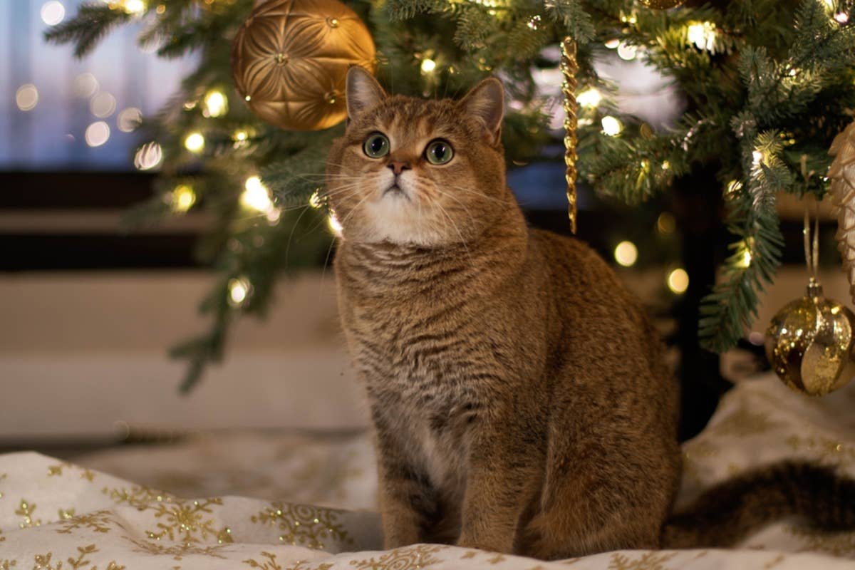 Family’s Attempt to Keep Orange Cat Out of Christmas Tree Fails in the ...
