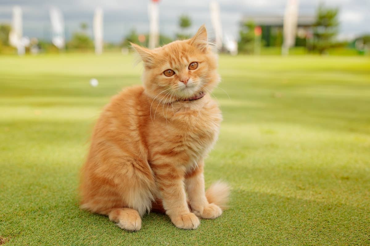 Curious Cat Interrupts a Golfer’s Game To Ask for Pets and Steals ...