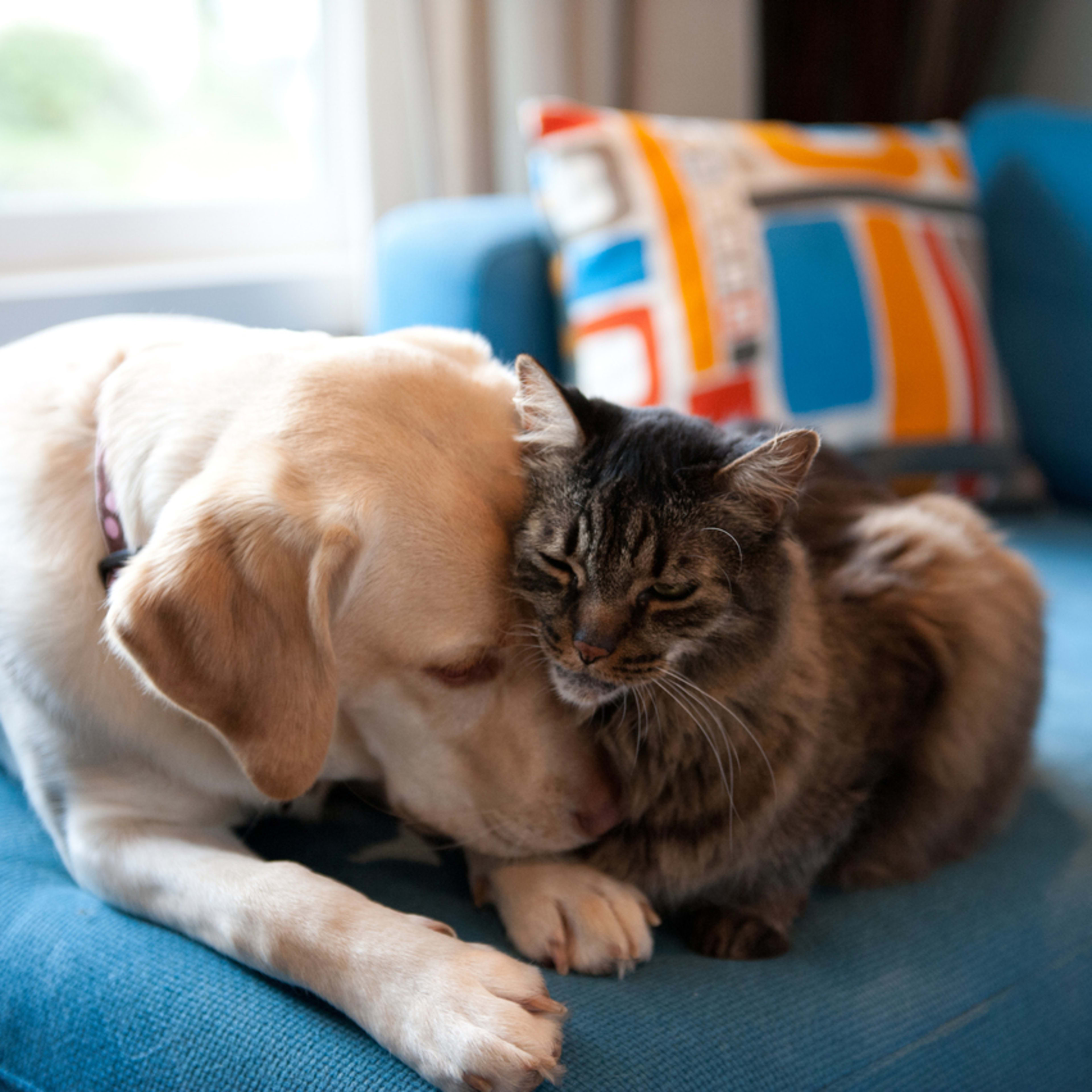 cats and dogs the mastiff