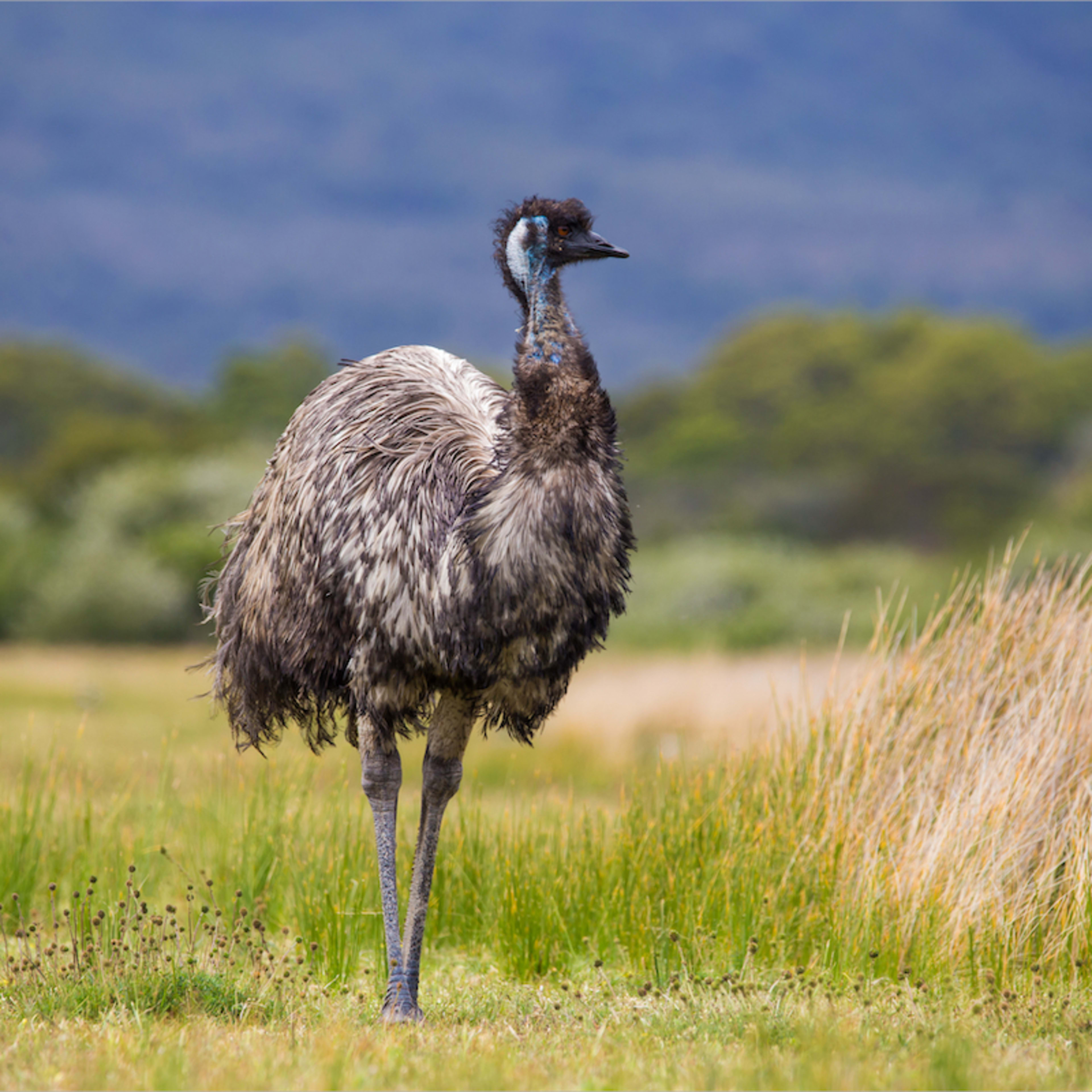 Florida Deputy Lassos and Handcuffs Runaway Emu After the Massive Bird ...