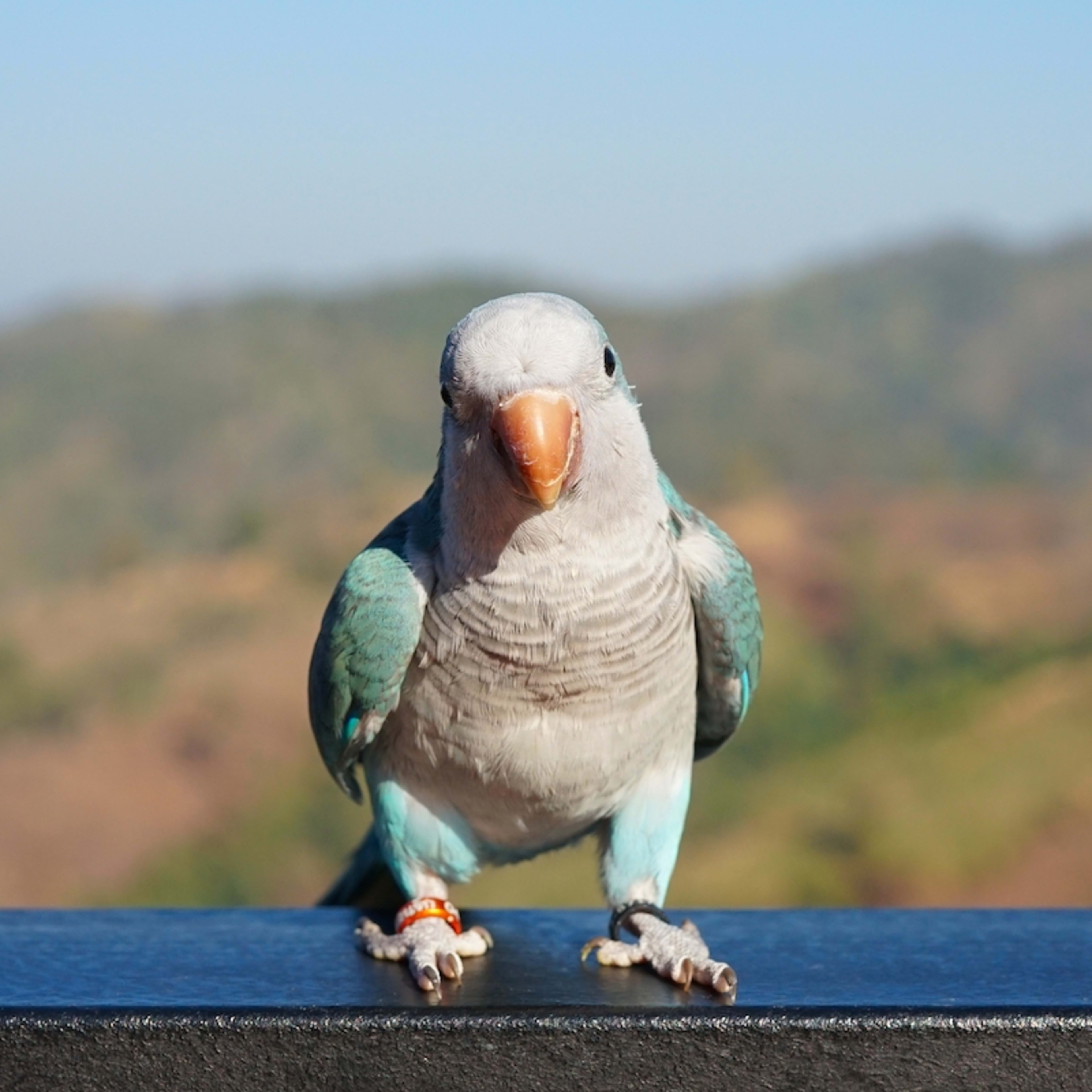 quaker parrot nesting behavior