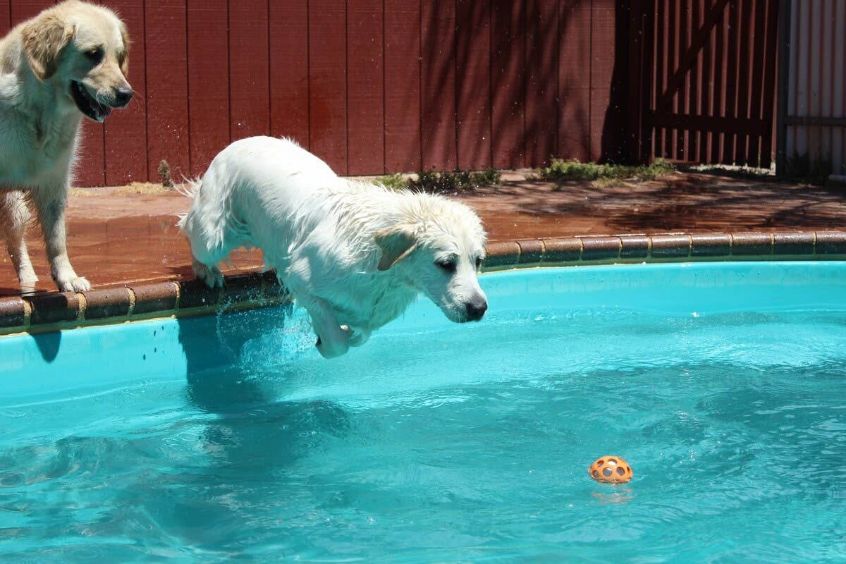 Precious Golden Retriever ‘Air Swimming’ While Sliding With Mom the ...