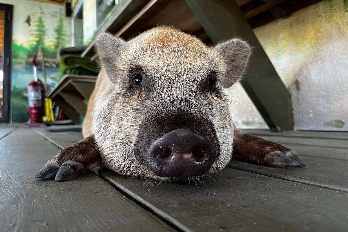 This Tiny Pig Trying to Jump on an Armchair Is Pure Comedy Gold ...