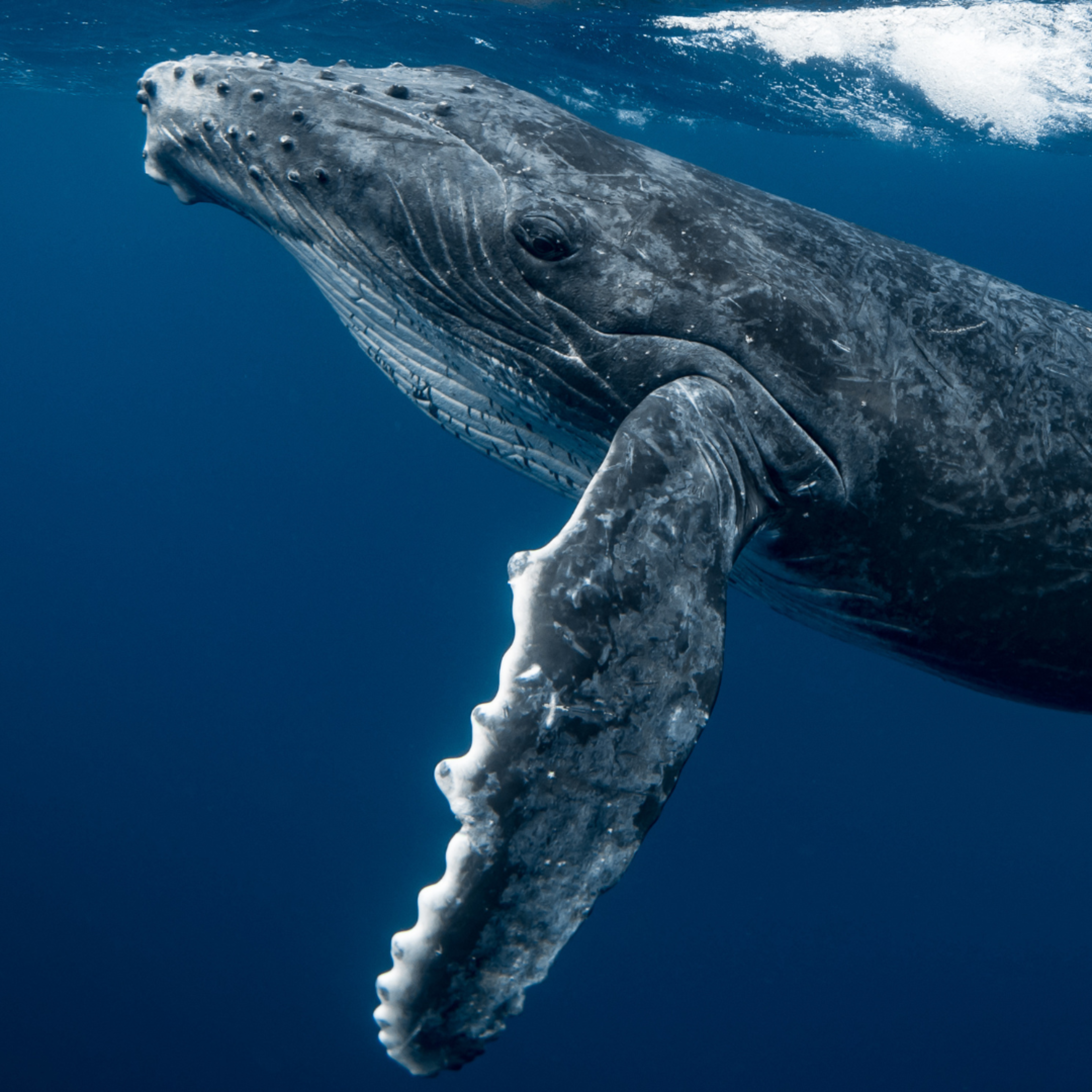 Jaw-Dropping Video of Kayaker Being 'Swallowed' by Humpback Whale Is So ...